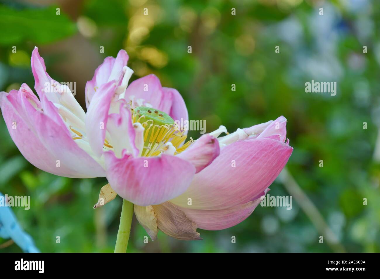 Indian spider species hi-res stock photography and images - Alamy