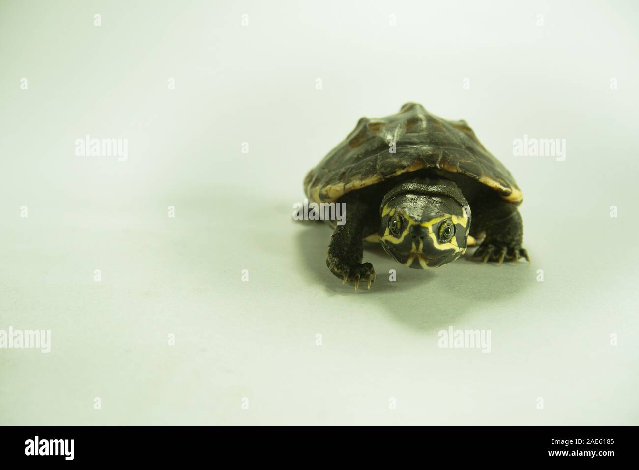 Painted turtle cute amphibian hi-res stock photography and images - Alamy