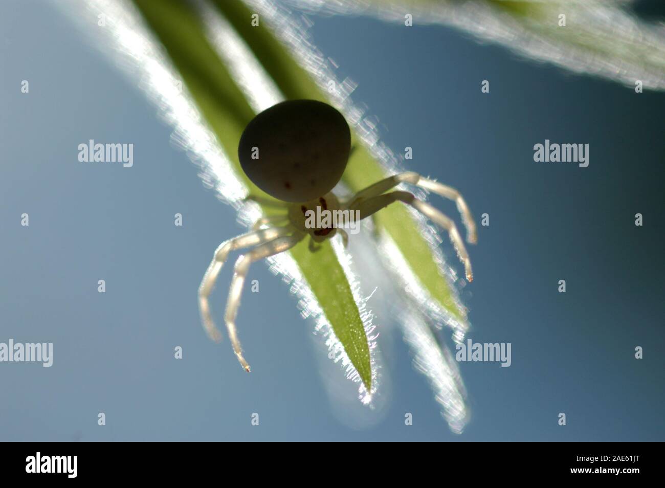 White Crab Spider sometimes is also known as White Flower Spider. This ...