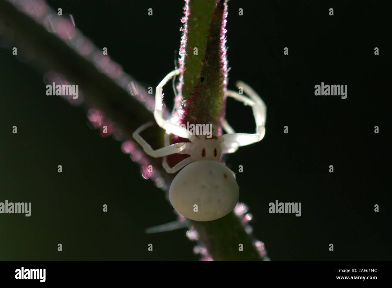 White Crab Spider sometimes is also known as White Flower Spider. This ...