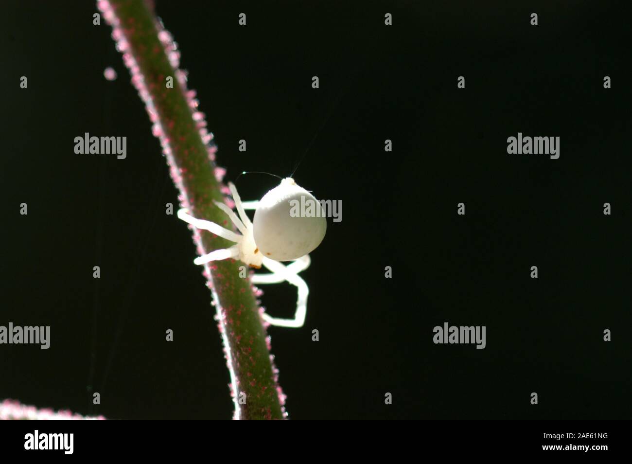 White Crab Spider sometimes is also known as White Flower Spider. This ...