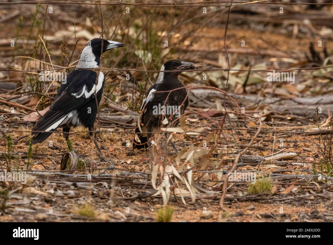 Juvenile australian magpie hi-res stock photography and images - Alamy