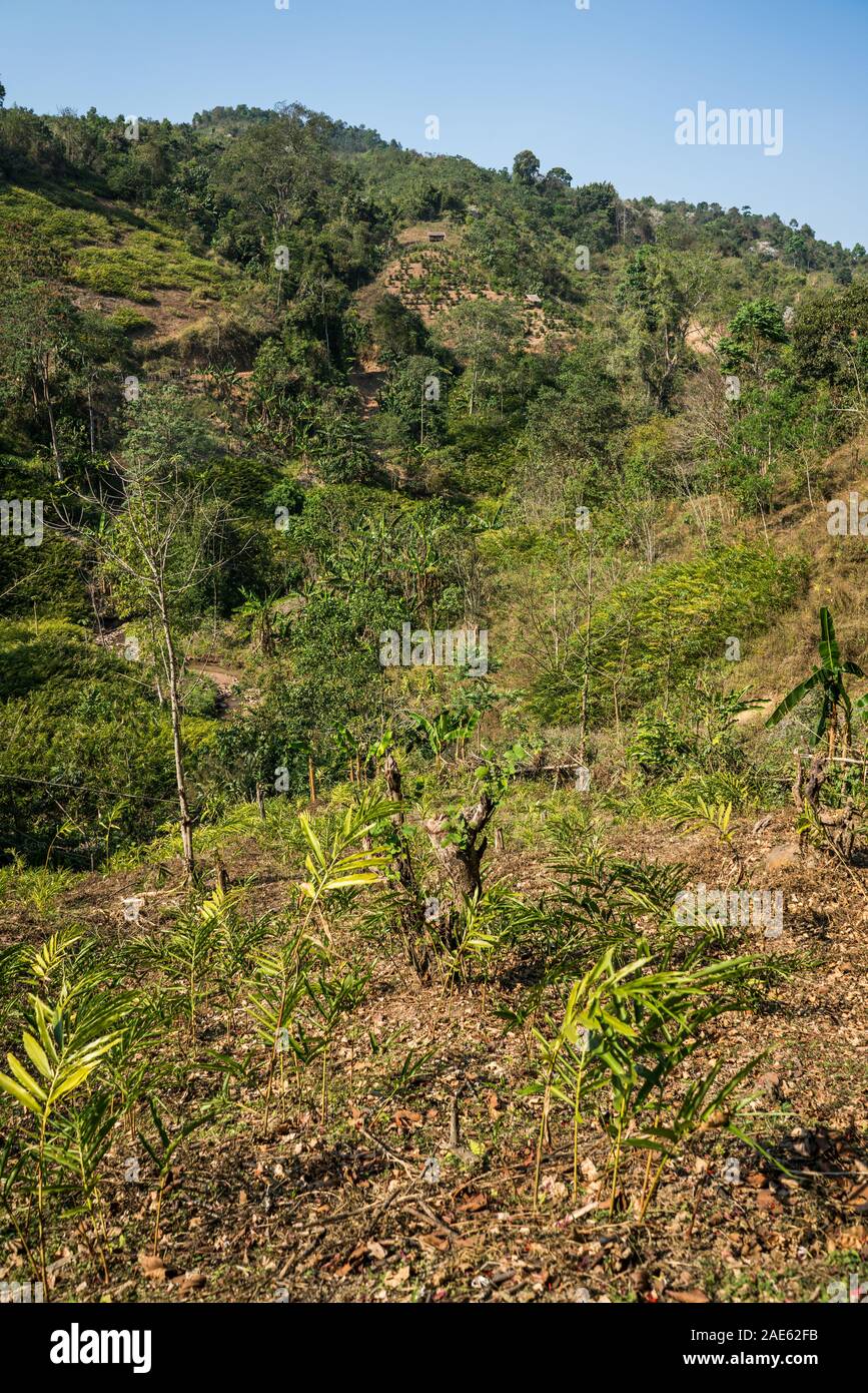 Rural landscape near of the Luang Namtha, Laos, Asia Stock Photo - Alamy