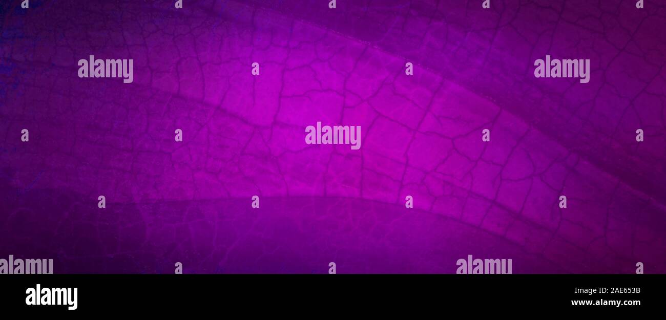 distressed purple background with crackled grunge texture, cracks and ...