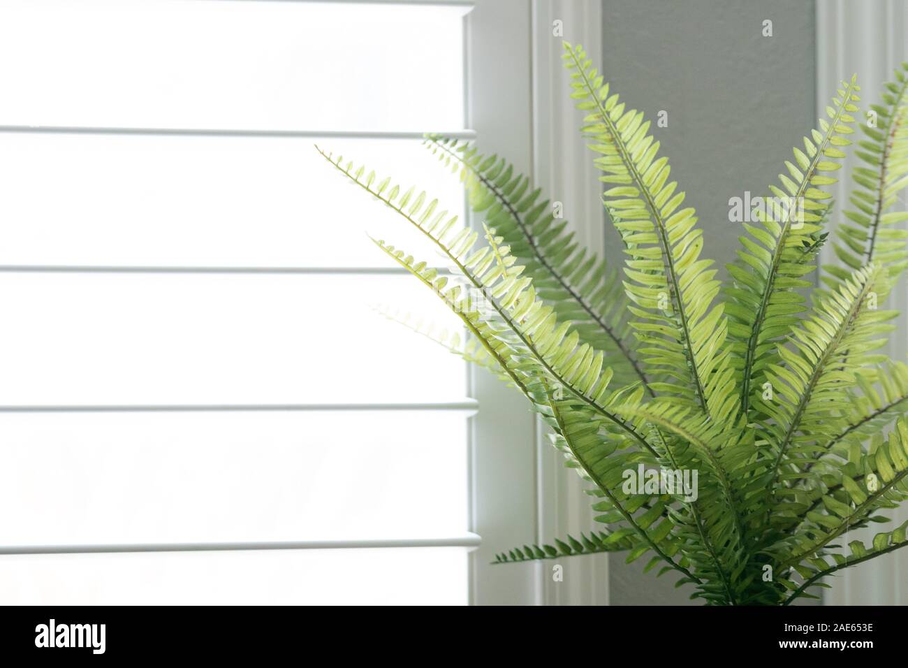 Decorative fern hi-res stock photography and images - Alamy