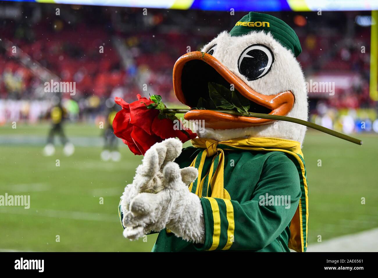 Oregon ducks mascot hi-res stock photography and images - Alamy