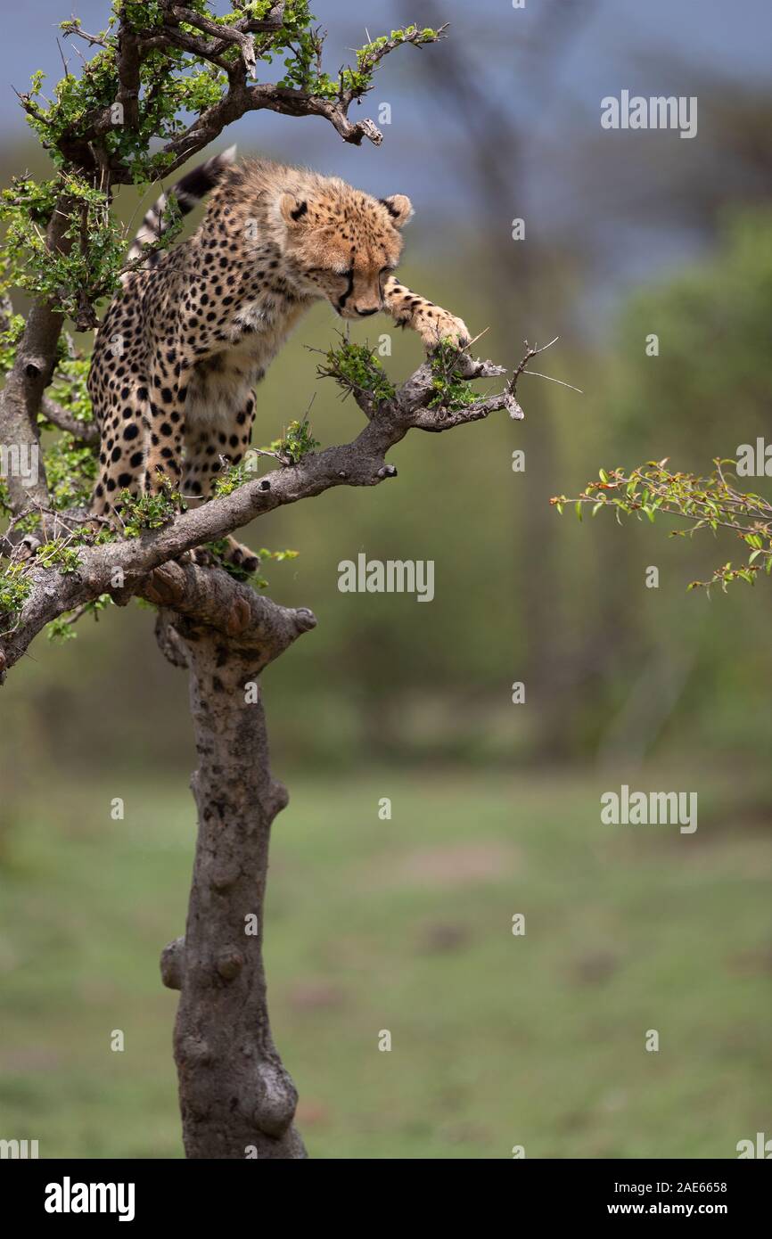 A Cheetah cub thinking about getting down off an acacia tree Stock ...