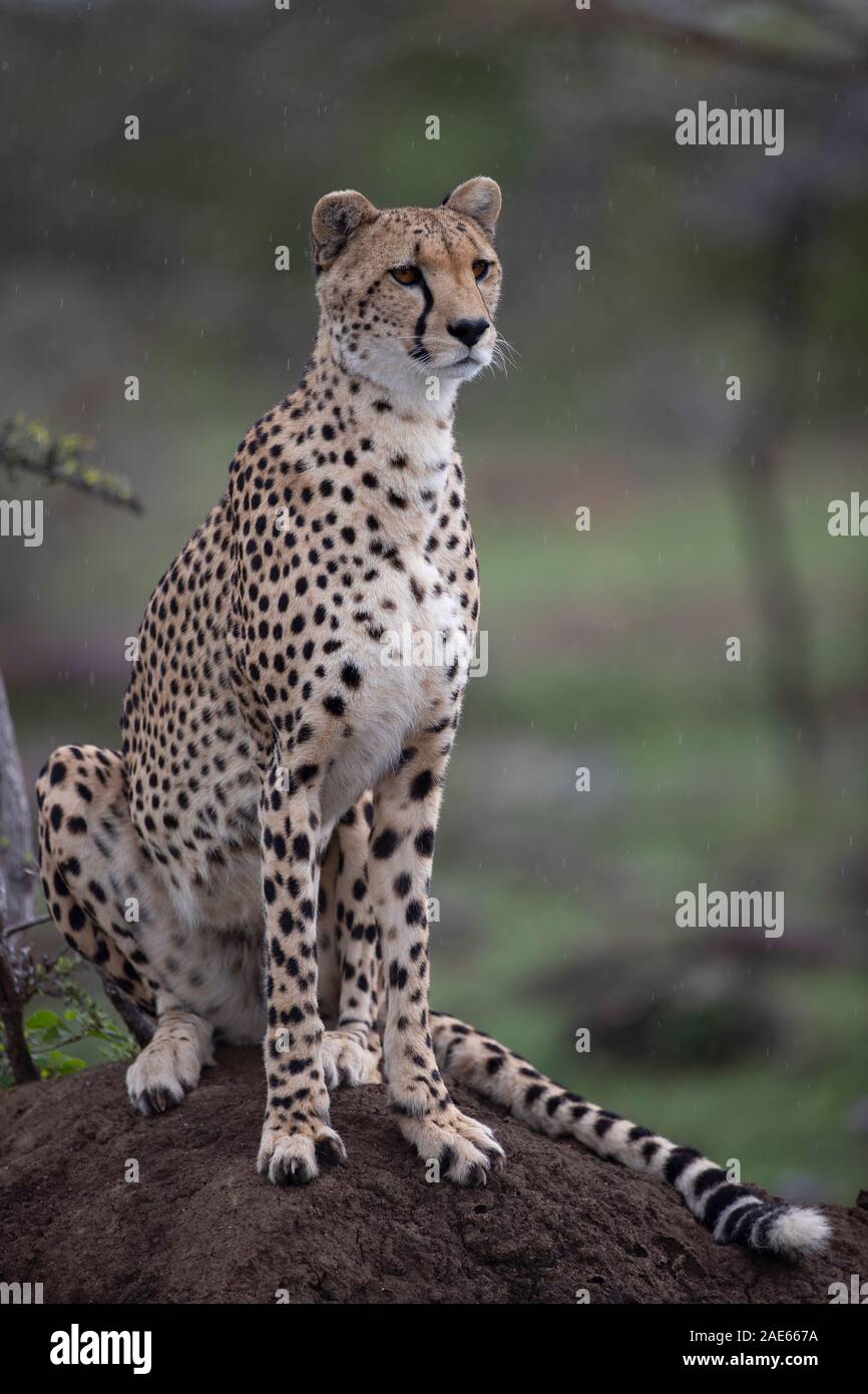 Cheetah in rain hi-res stock photography and images - Alamy