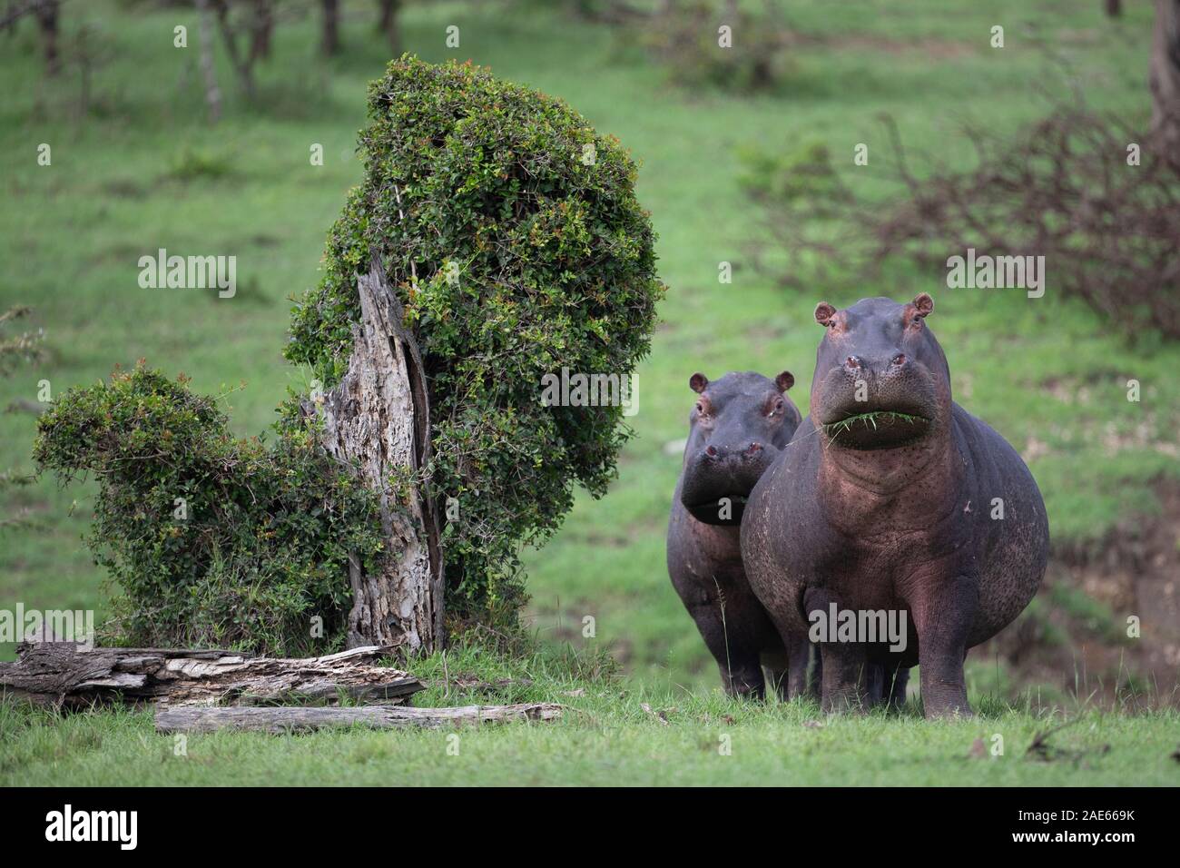 Very big hippopotamus hi-res stock photography and images - Alamy