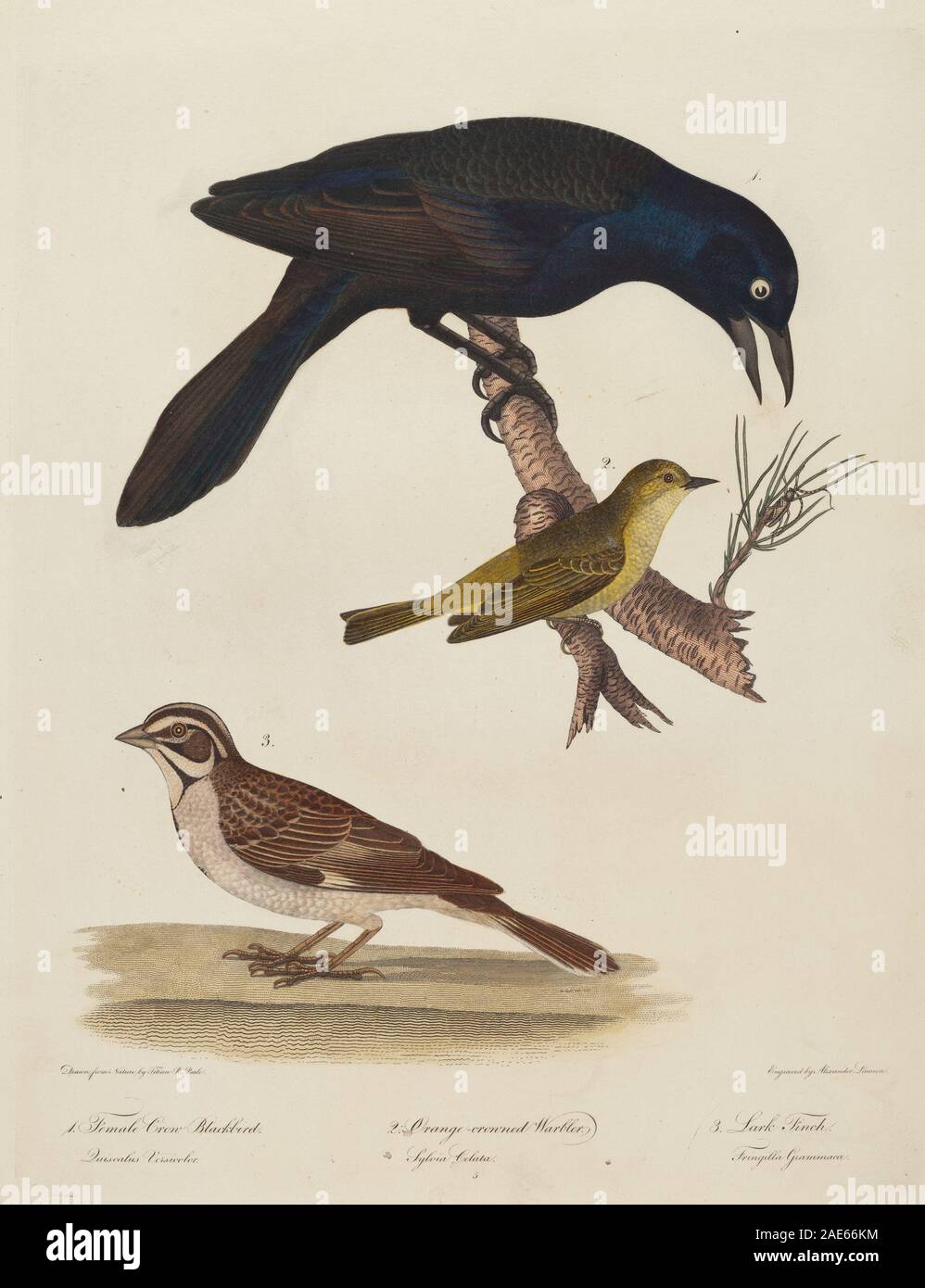 Female Crow Blackbird, Orange-Crowned Warbler, Lark Finch Alexander ...