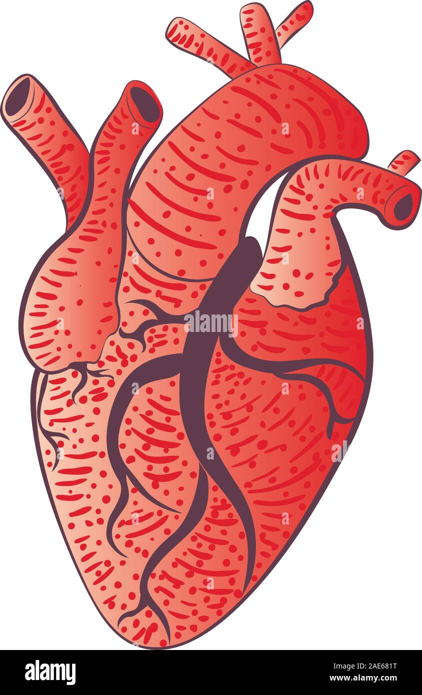 Stylized human heart design, grunge illustration over white Stock ...