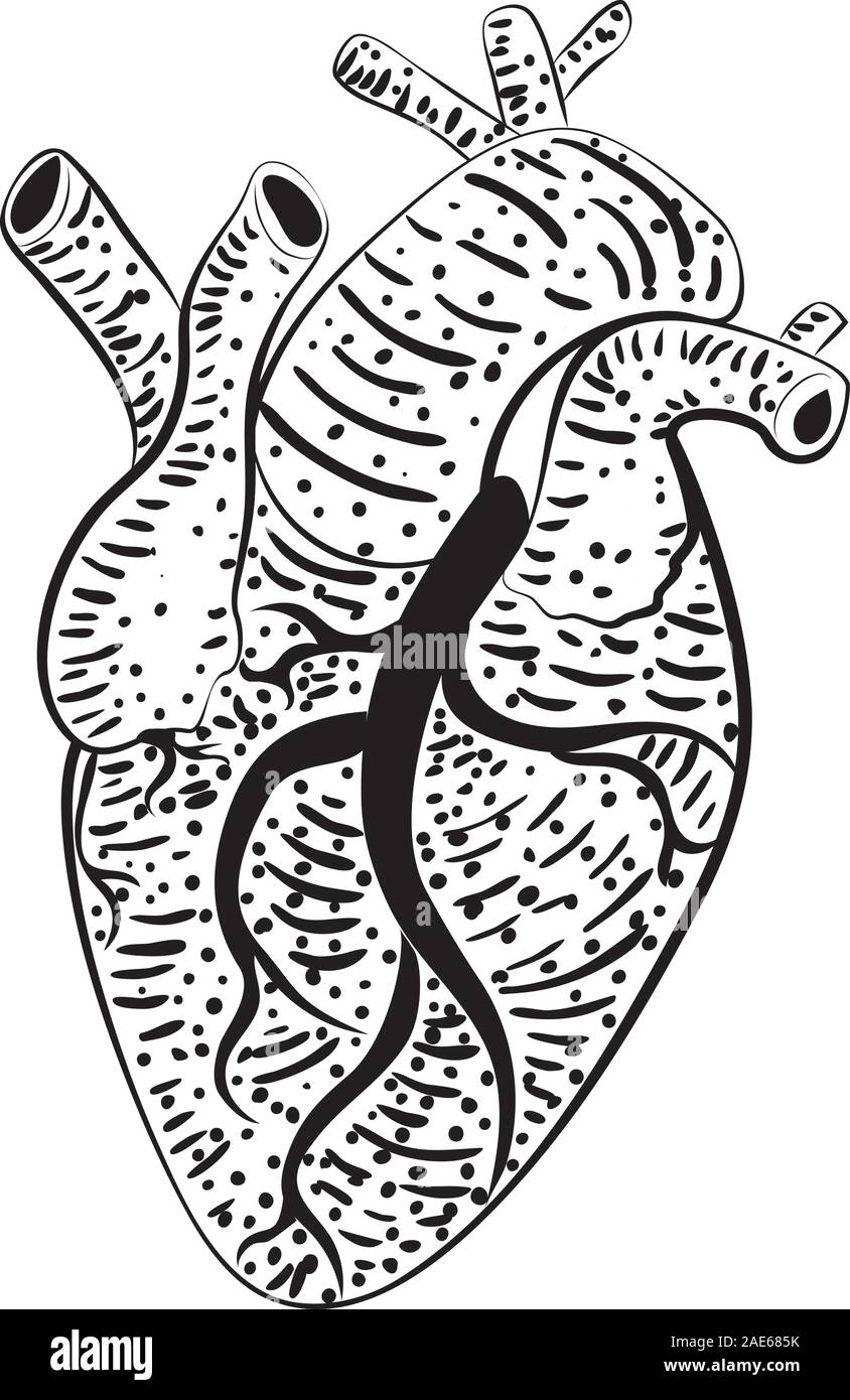 Stylized human heart design, grunge illustration over white Stock ...