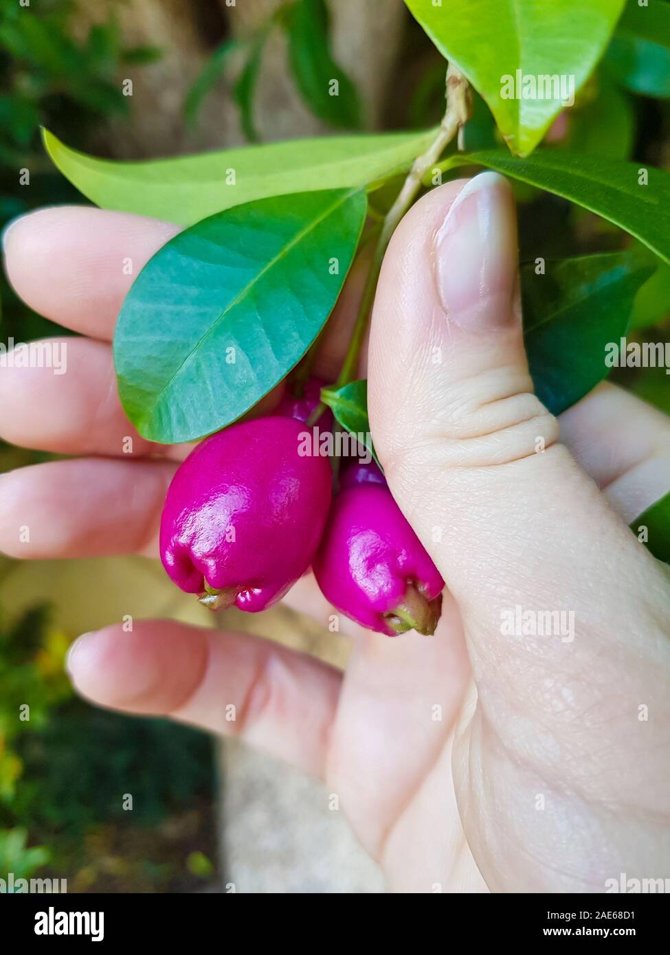 Pink fruits, seeds, flowers or buds in the forest of South Africa Stock ...