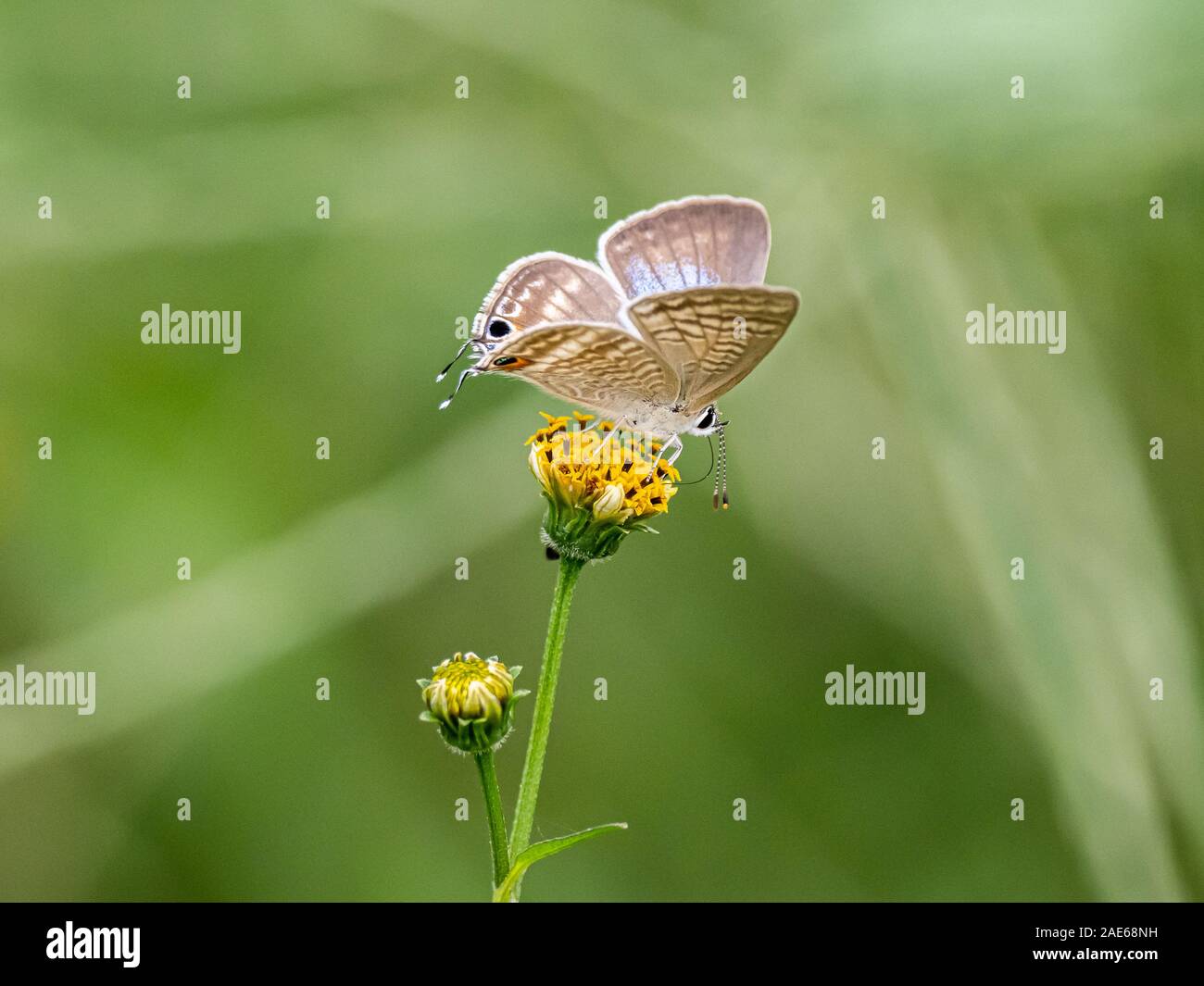 Pea bug hi-res stock photography and images - Alamy