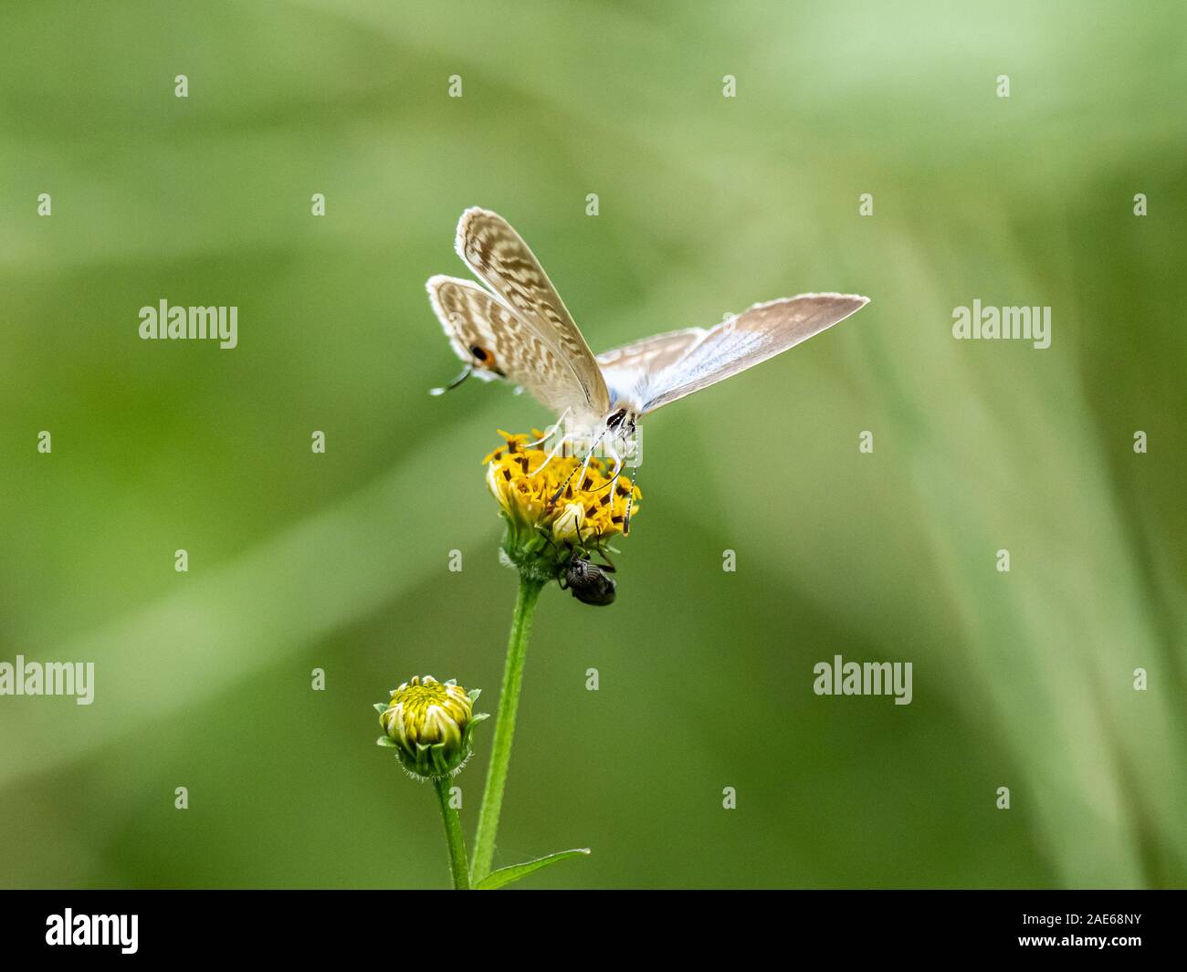 A pea blue, or long tailed blue butterfly, Lampides boeticus, drinks ...
