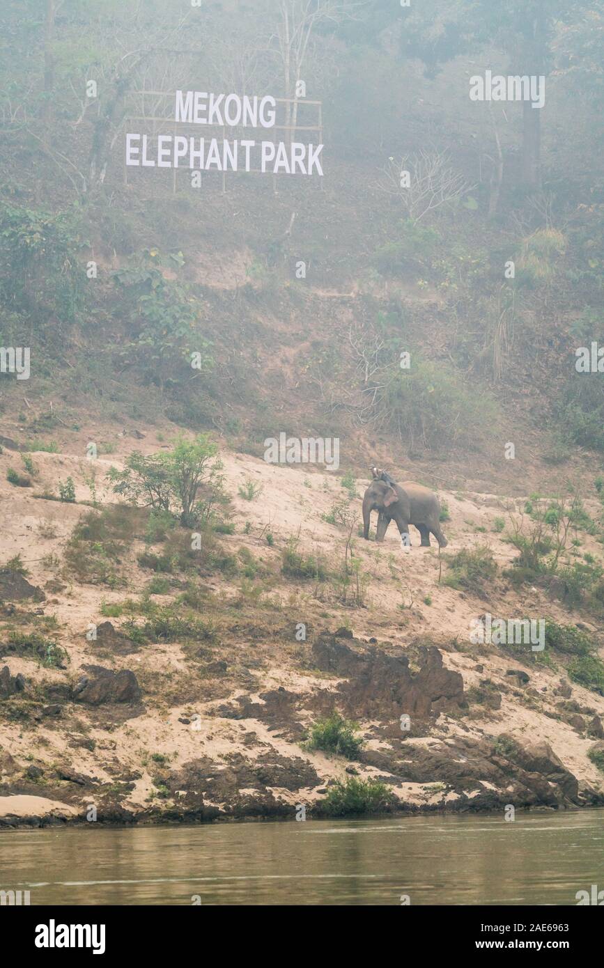 Mekong elephant park, Pakbeng, Laos, Asia Stock Photo - Alamy