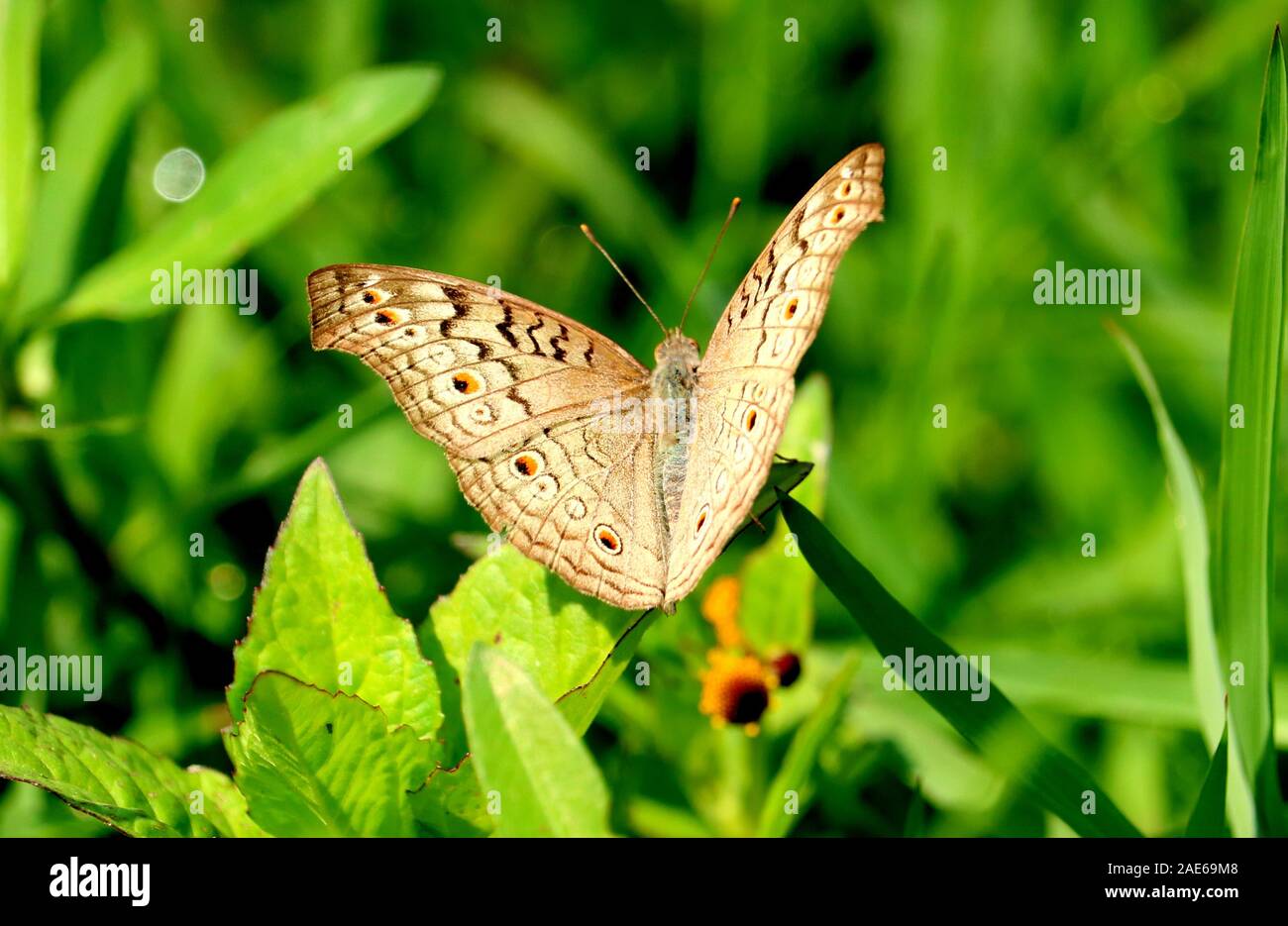 Butterfly on the nature.Taking photos of butterflies Stock Photo - Alamy