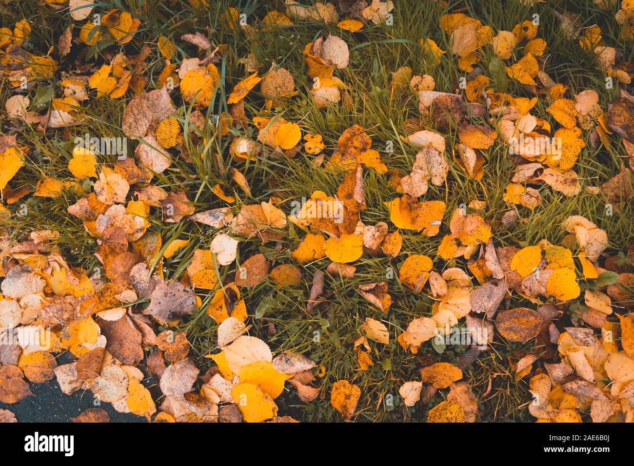 Colorful fallen autumn leaves on the ground Stock Photo - Alamy