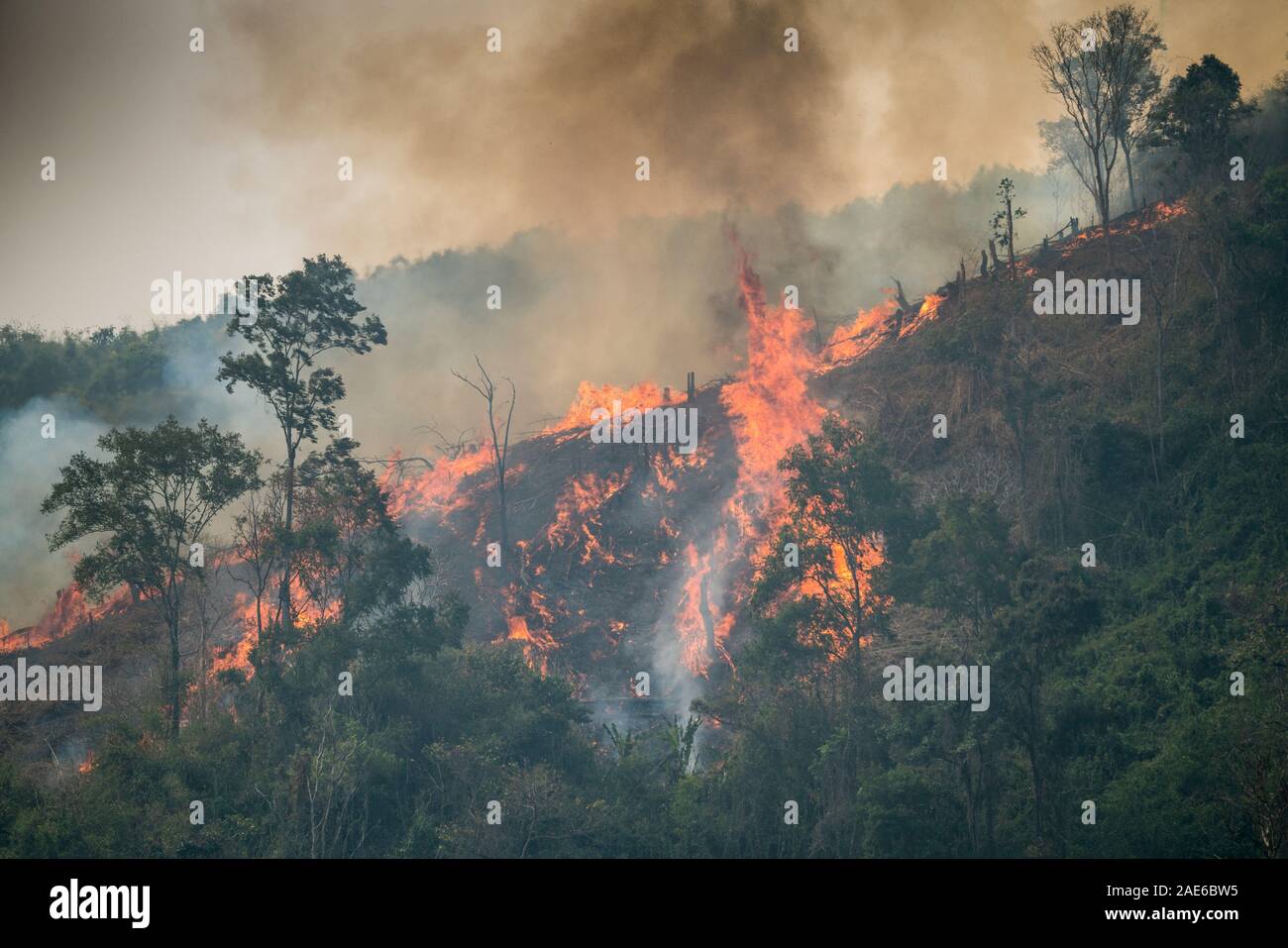 Burning of the forest, Laos, Asia Stock Photo - Alamy