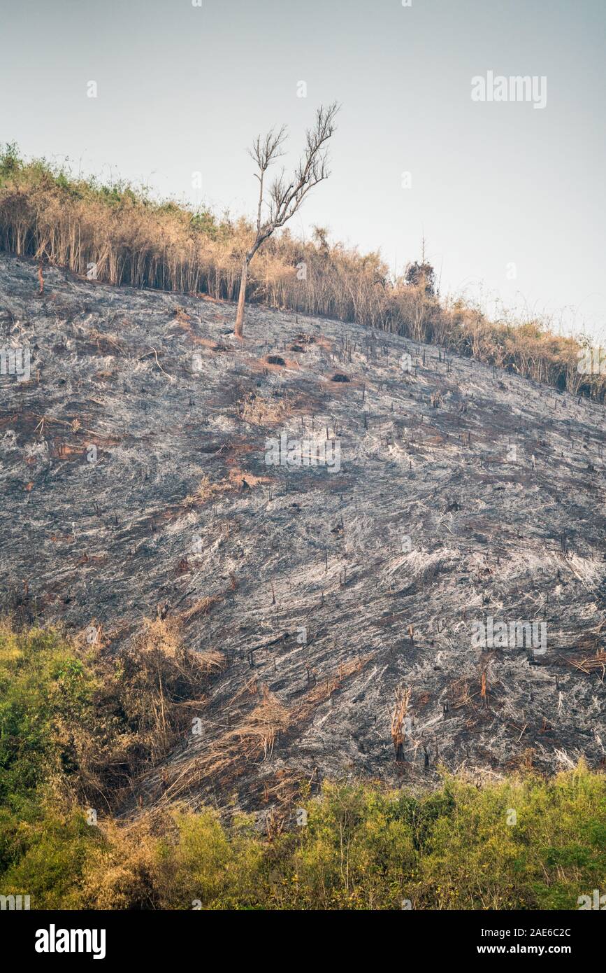 Burning of the forest, Laos, Asia Stock Photo - Alamy