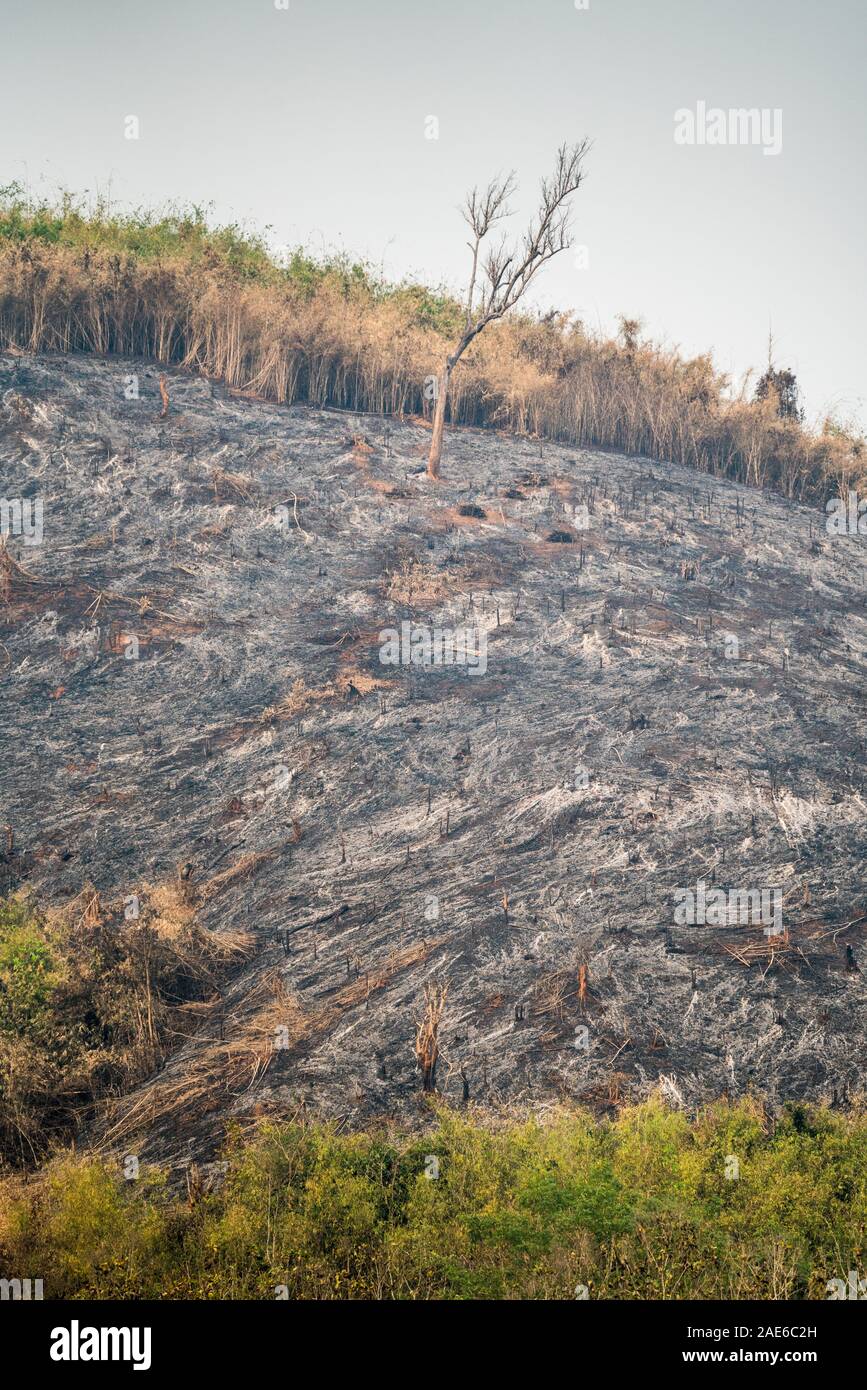 Burning of the forest, Laos, Asia Stock Photo - Alamy