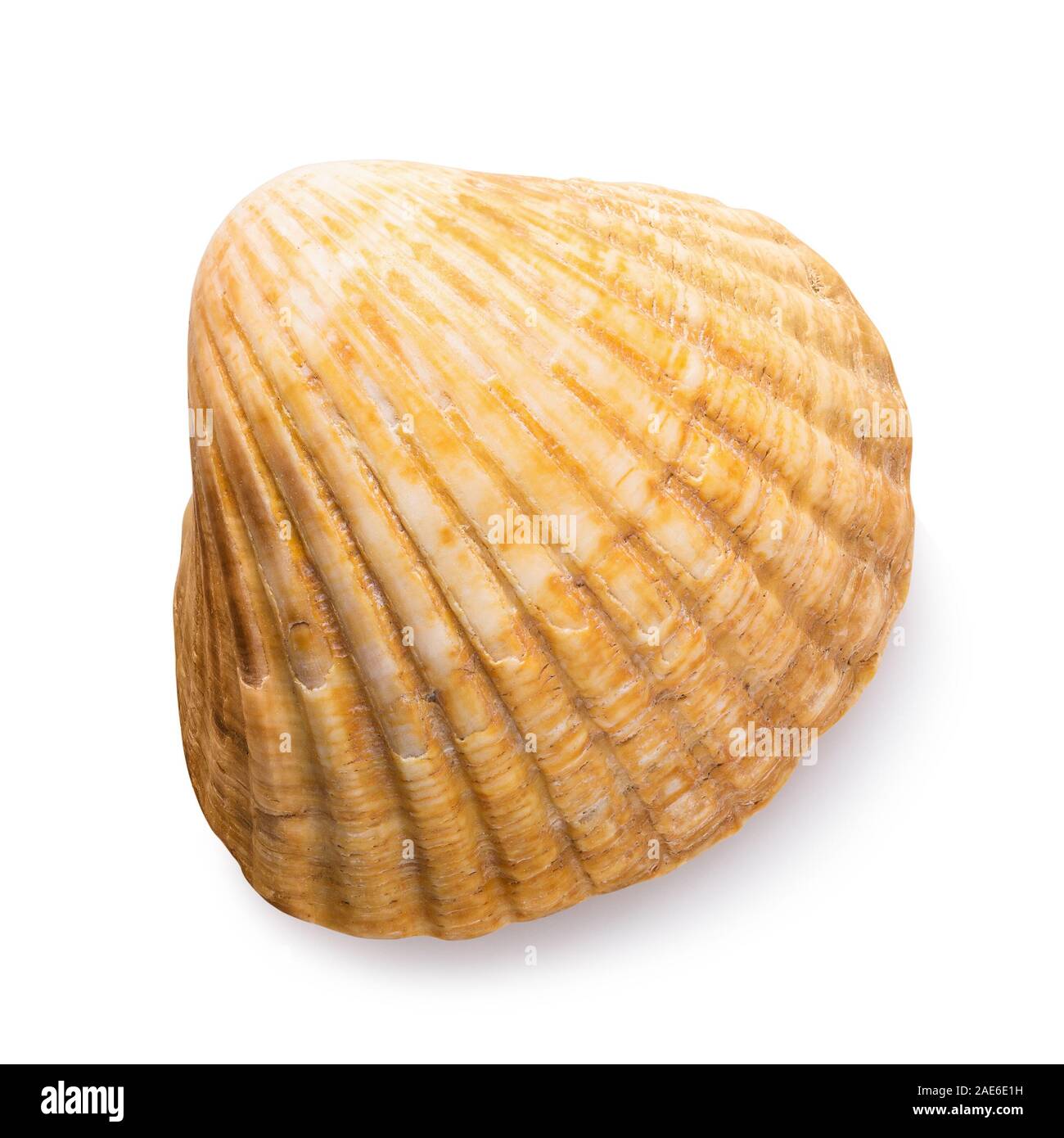 Small bivalve seashell isolated on white background, top view Stock ...