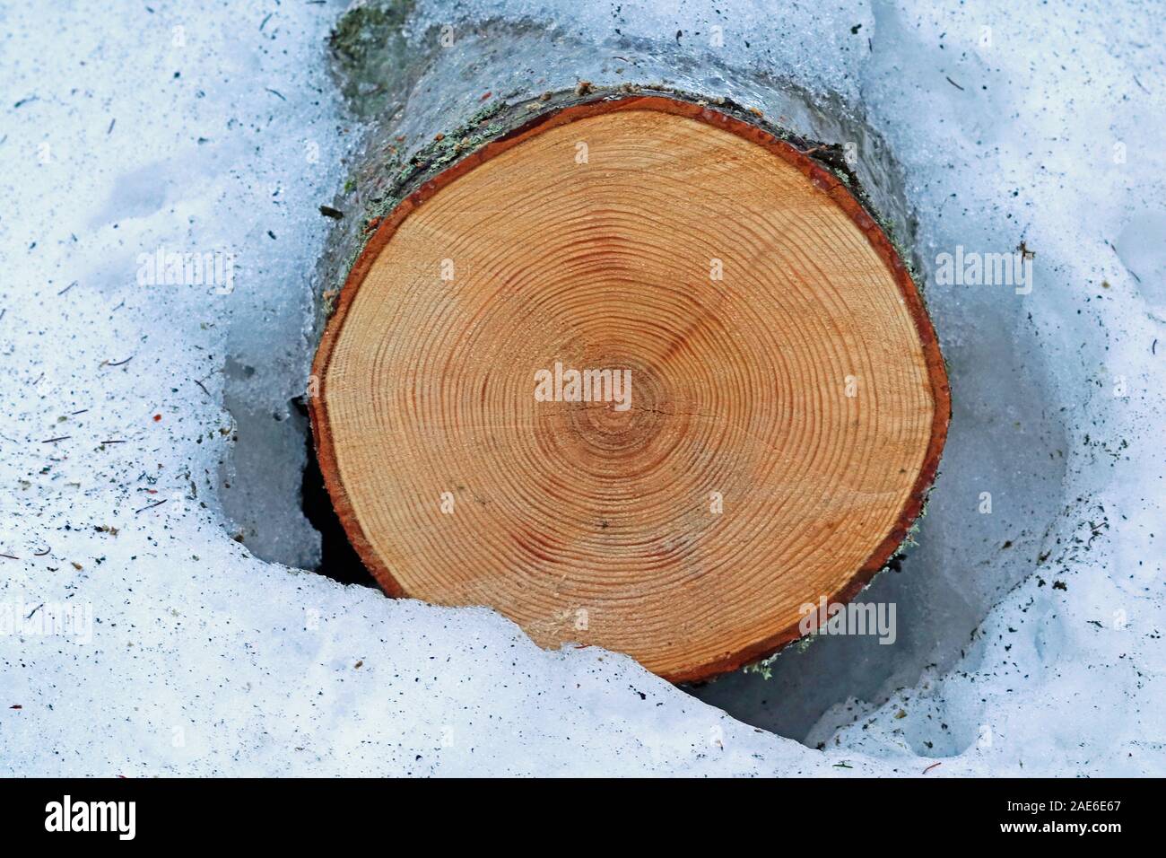 Backdrop of tree rings hi-res stock photography and images - Alamy