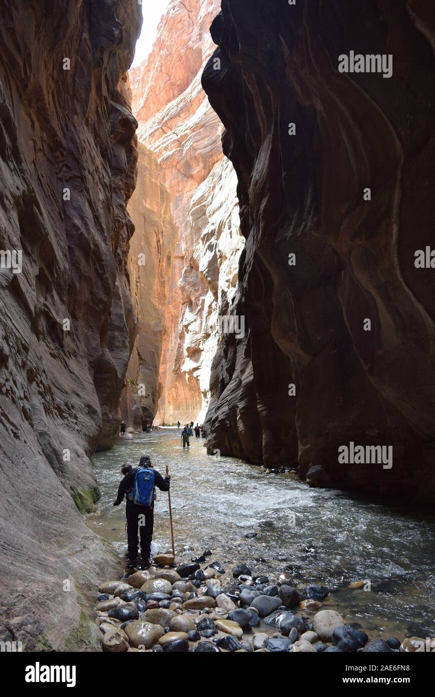 Hikers wade through the Virgin River in the Narrows. The river has ...