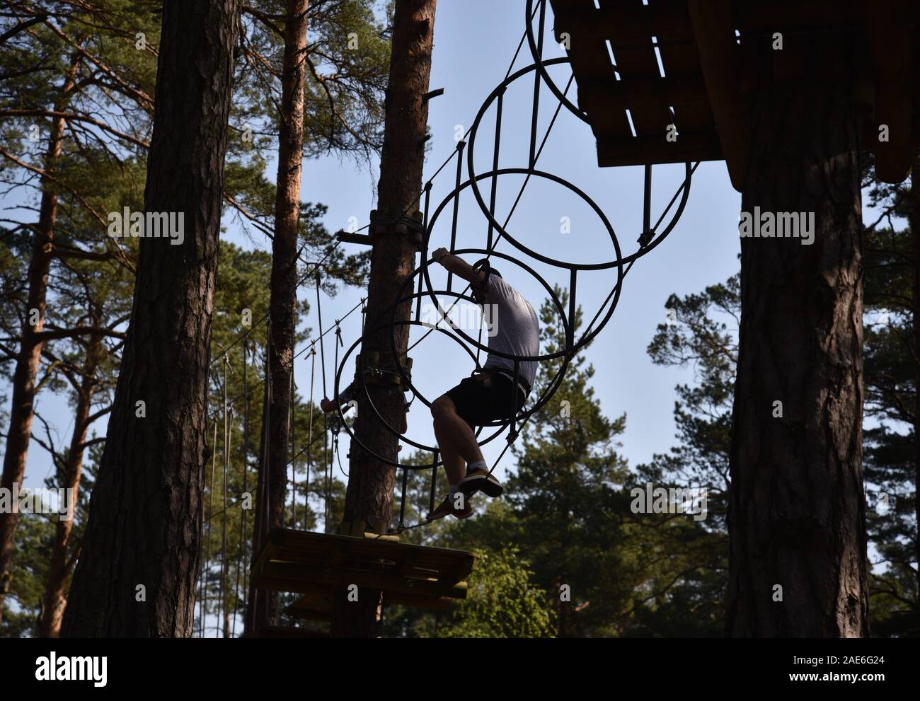Obstacle park in pine tree wood Stock Photo - Alamy