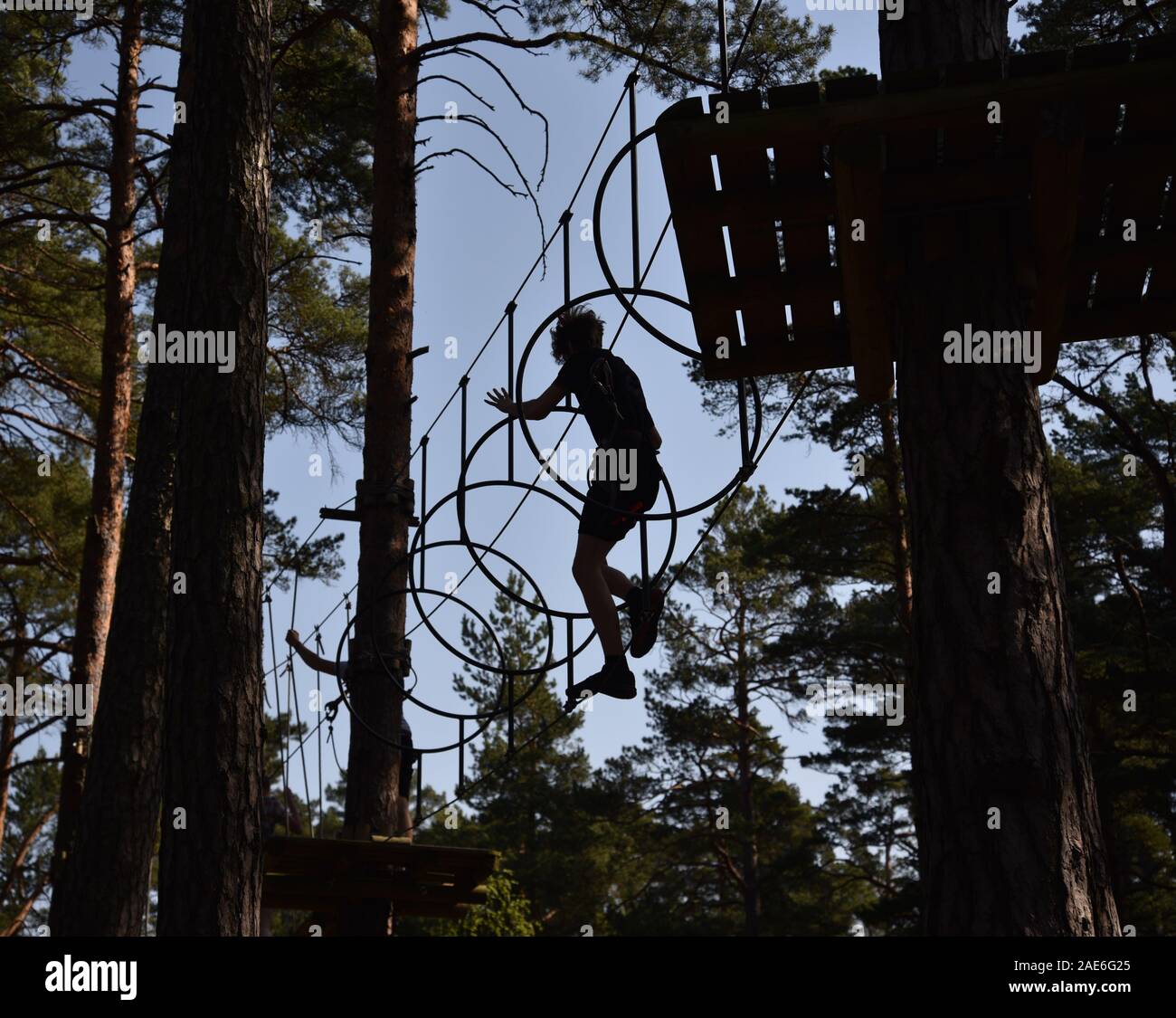 Obstacle park in pine tree wood Stock Photo - Alamy