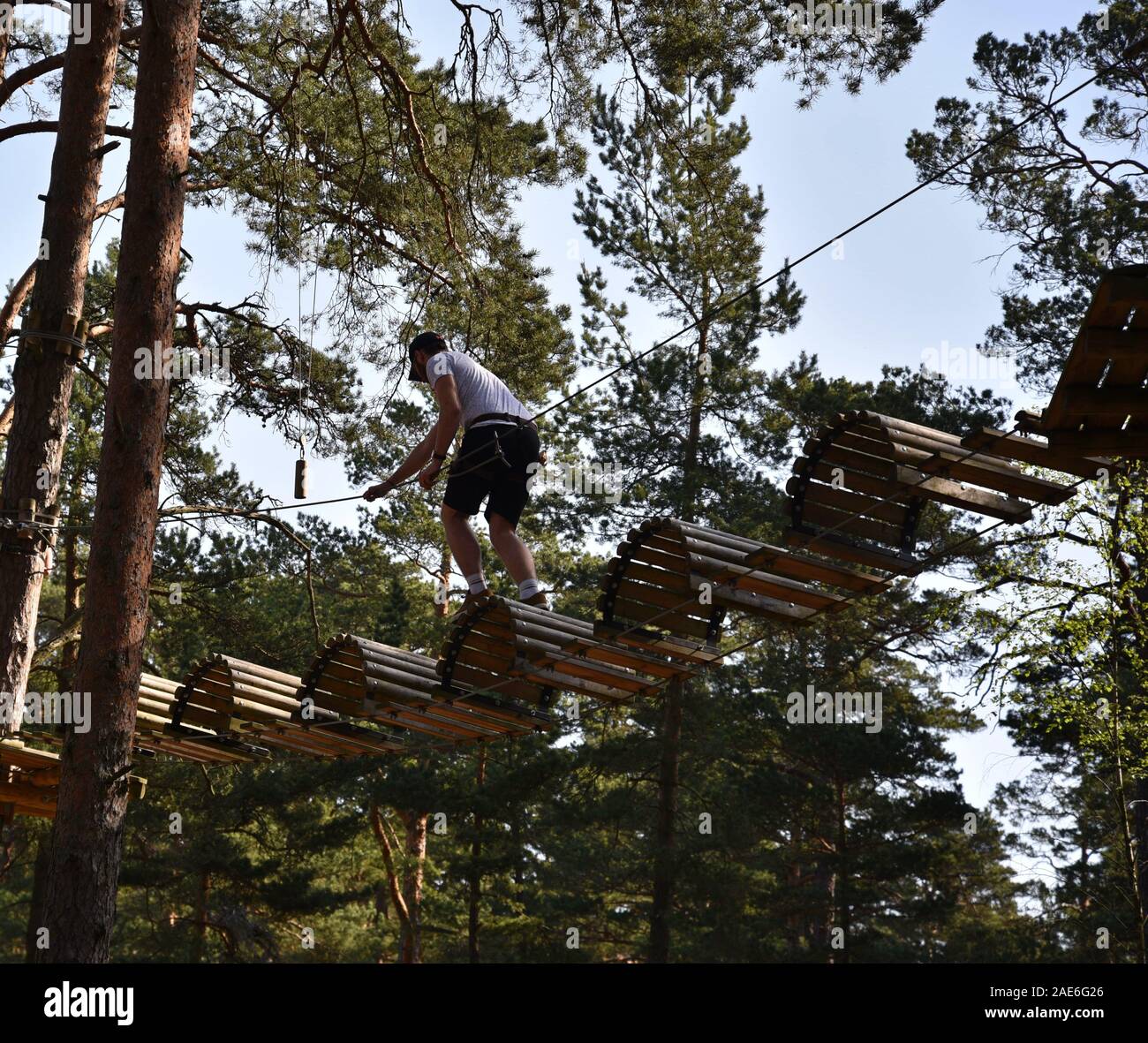 Obstacle park in pine tree wood Stock Photo - Alamy