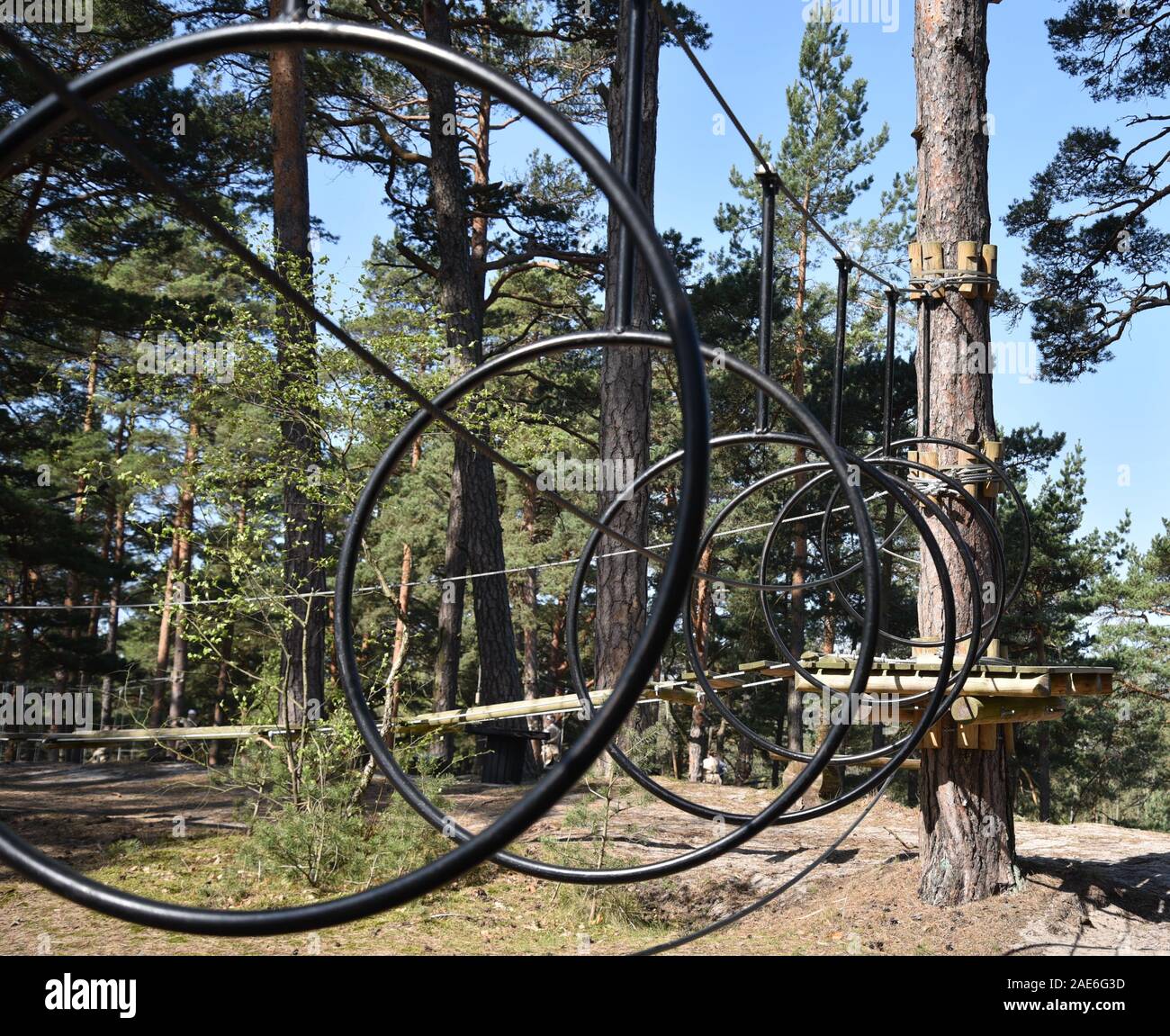 Obstacle park in pine tree wood Stock Photo - Alamy