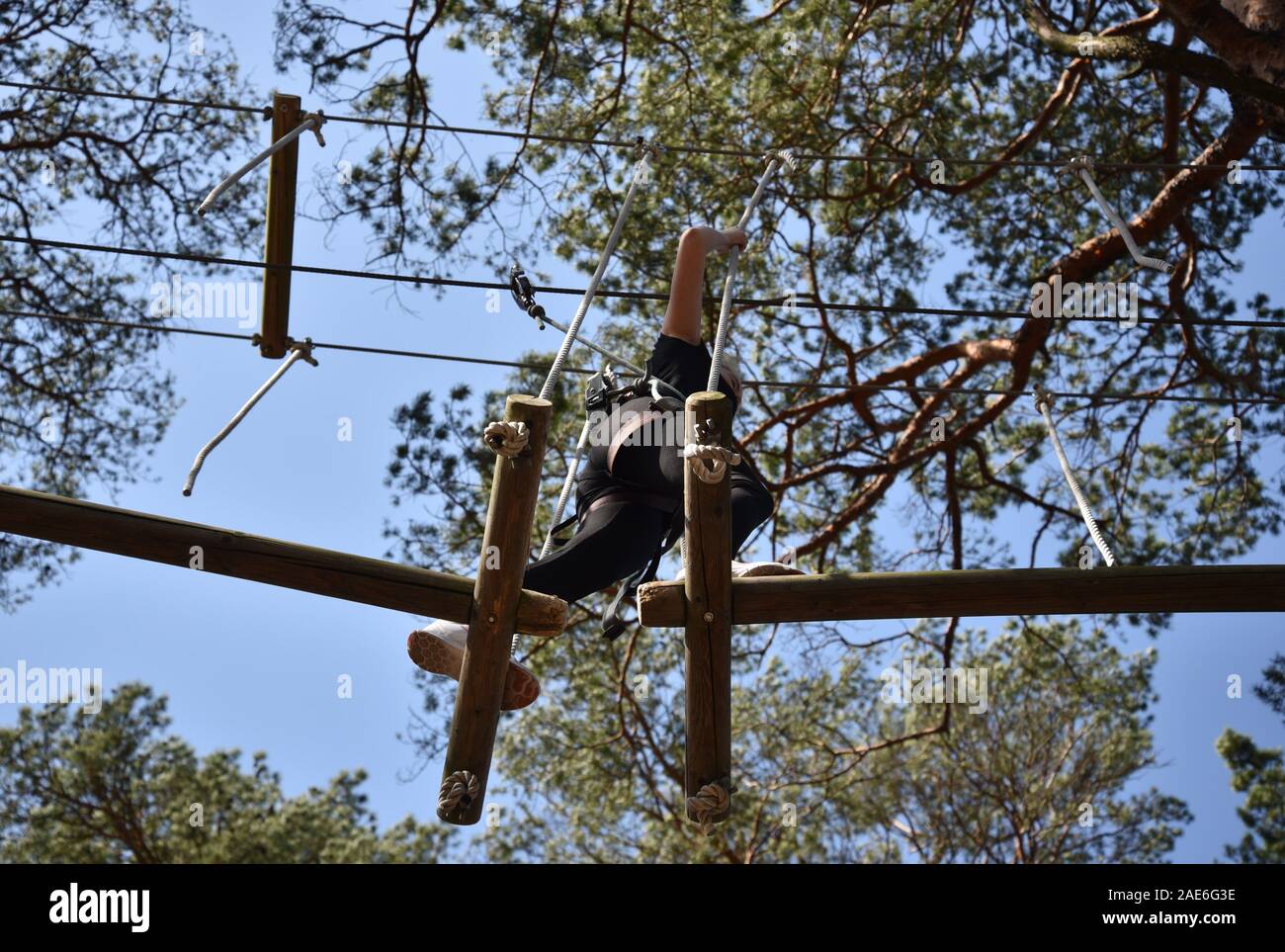 Obstacle park in pine tree wood Stock Photo - Alamy