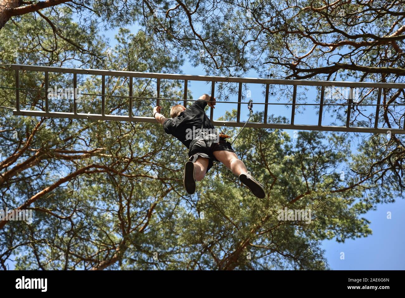 Obstacle park in pine tree wood Stock Photo - Alamy