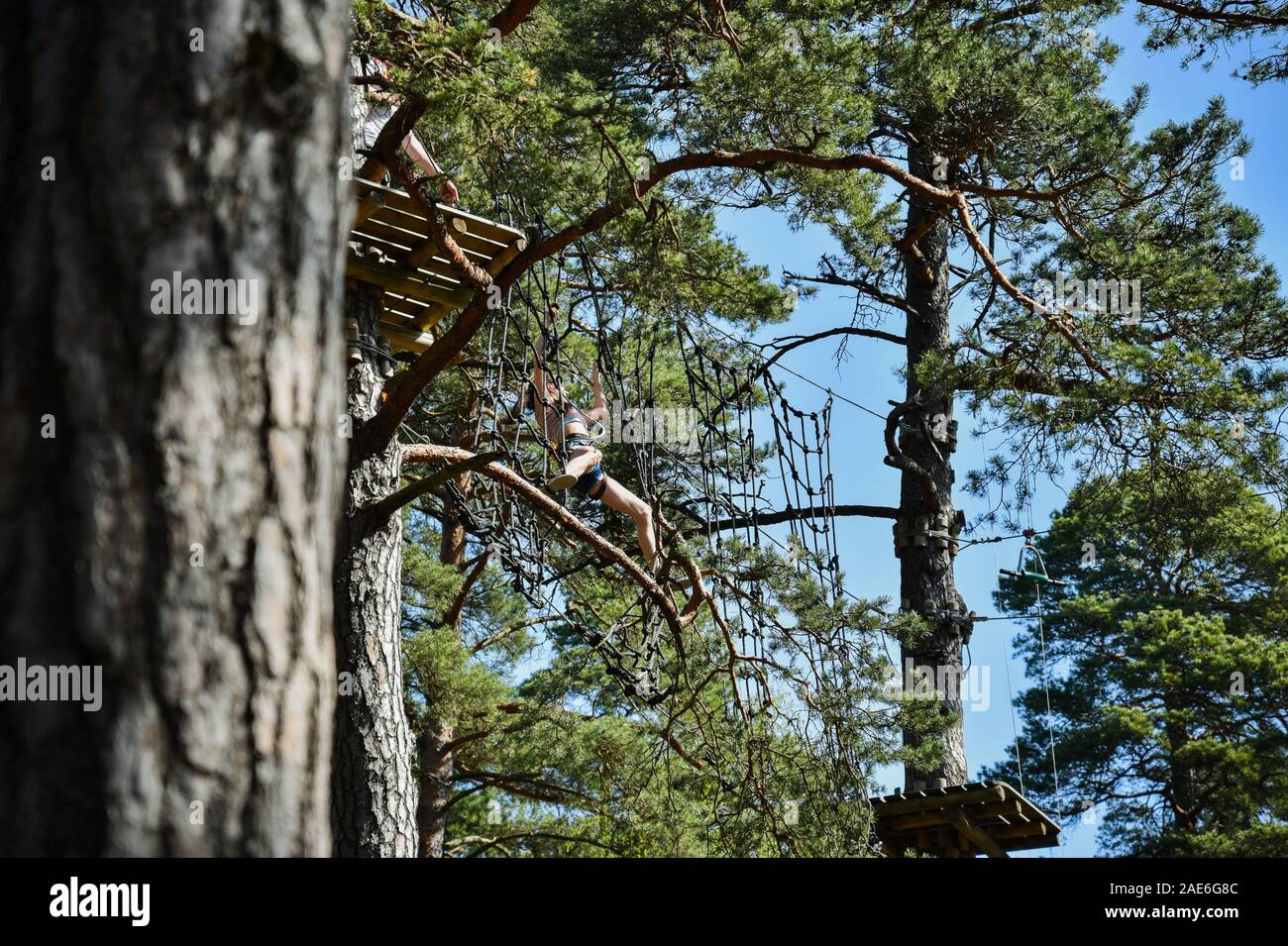Obstacle park in pine tree wood Stock Photo - Alamy