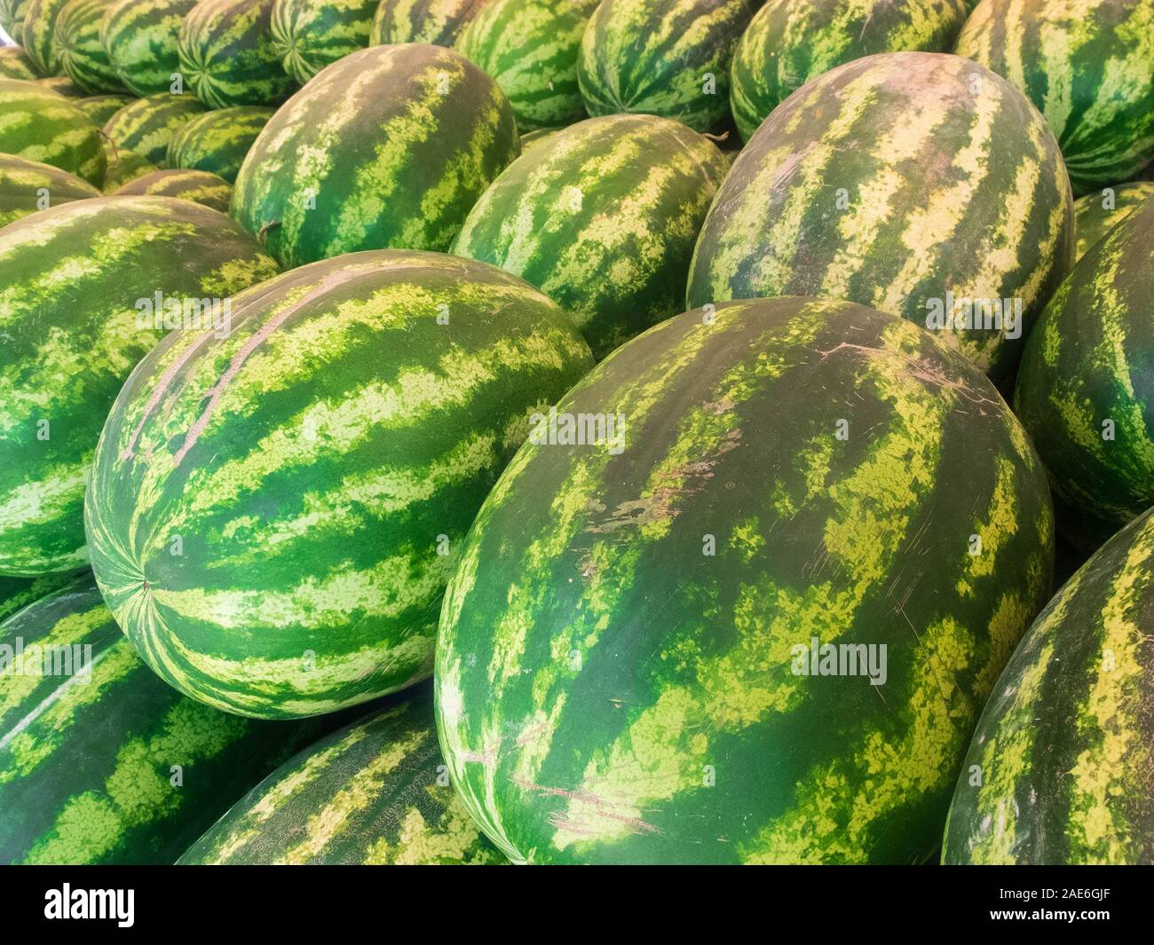Rows of fresh green striped watermelons piled on the market counter ...