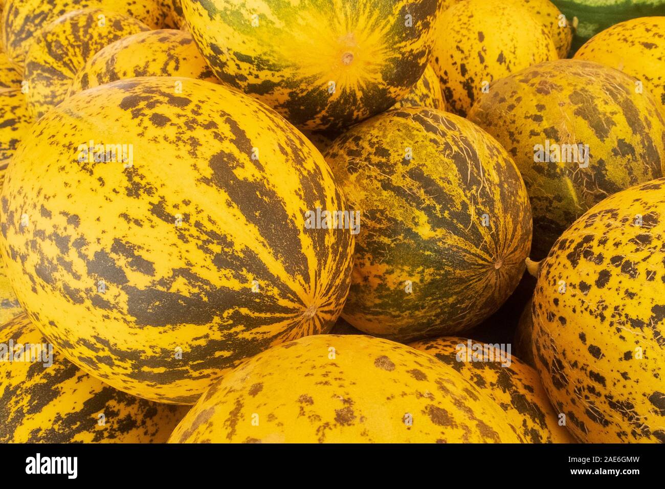 Fresh yellow and green striped melons piled on the market counter Stock ...