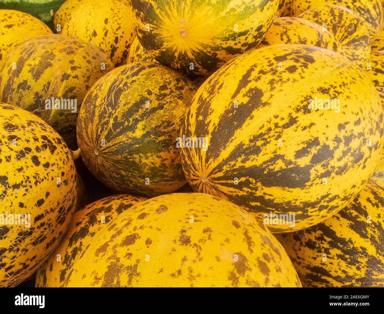 Fresh yellow and green striped melons piled on the market counter Stock ...