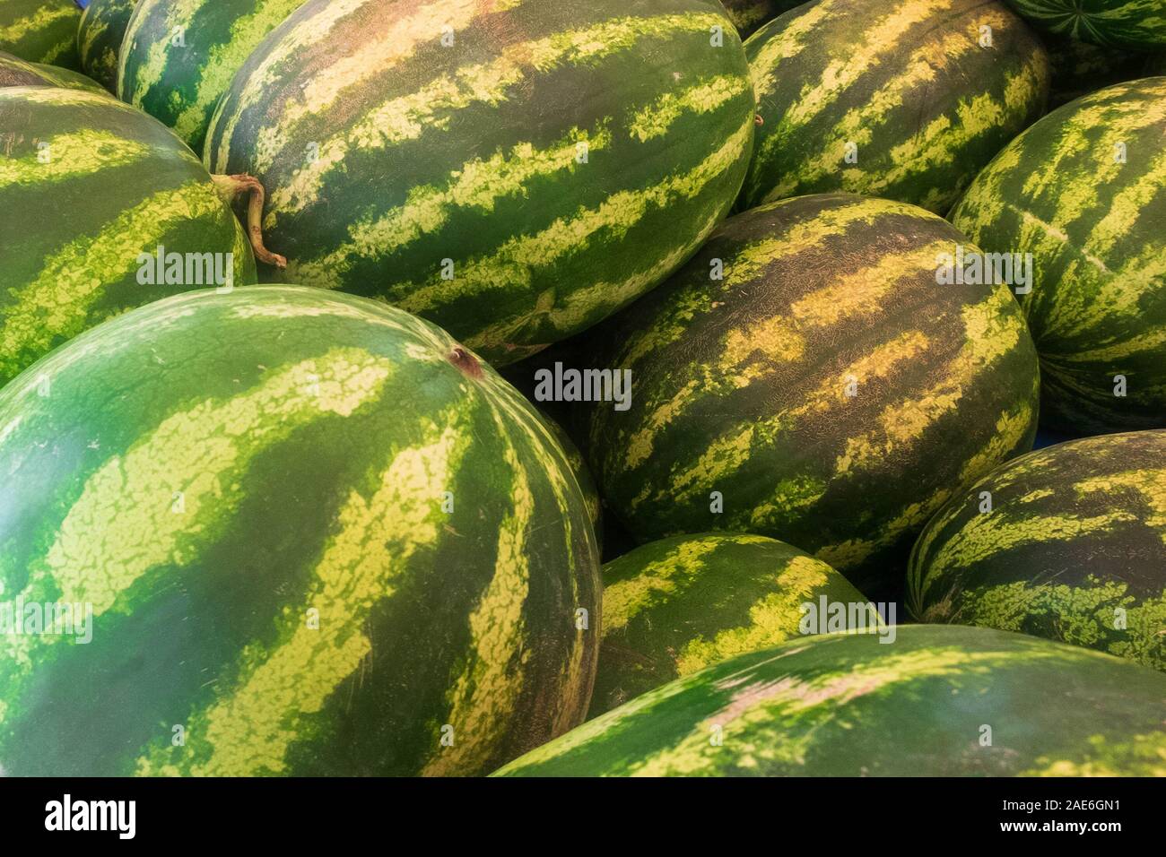 Rows of fresh green striped watermelons piled on the market counter ...