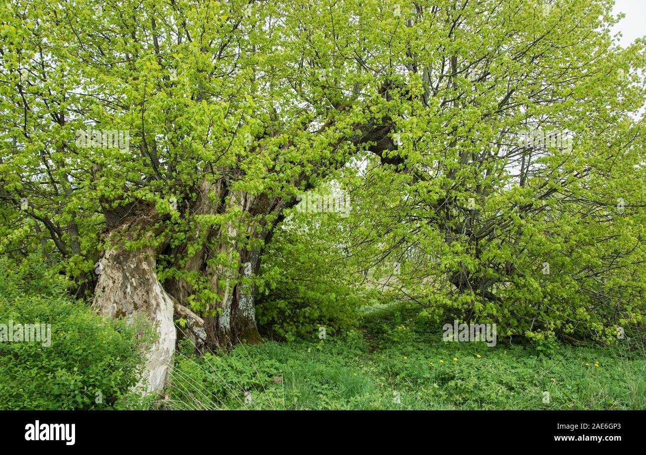 Natural arch of big linden tree in a spring time Stock Photo - Alamy
