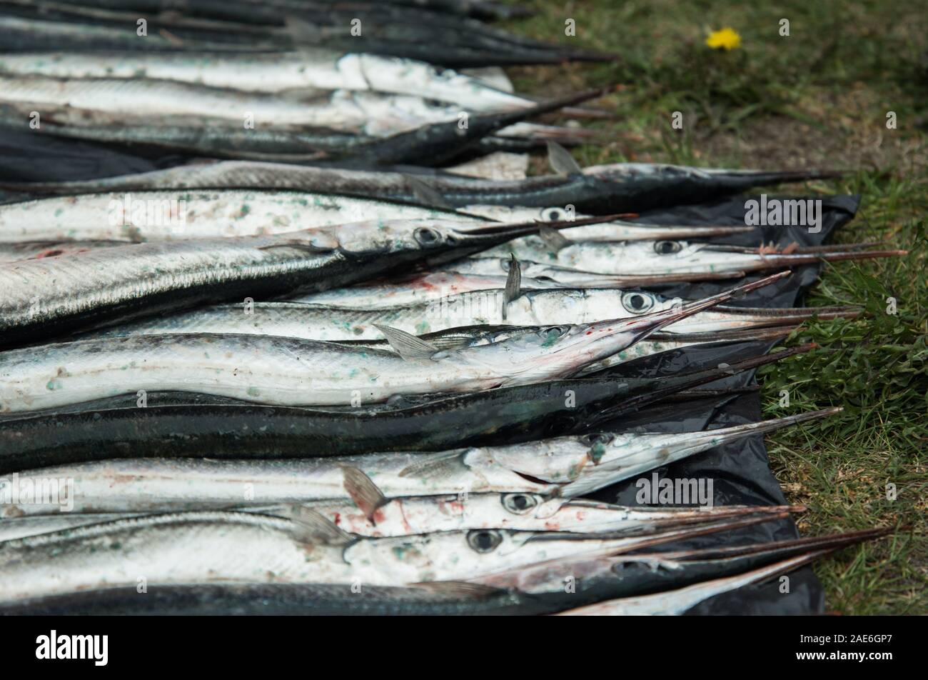 Natural background of fresh garfishes Stock Photo - Alamy