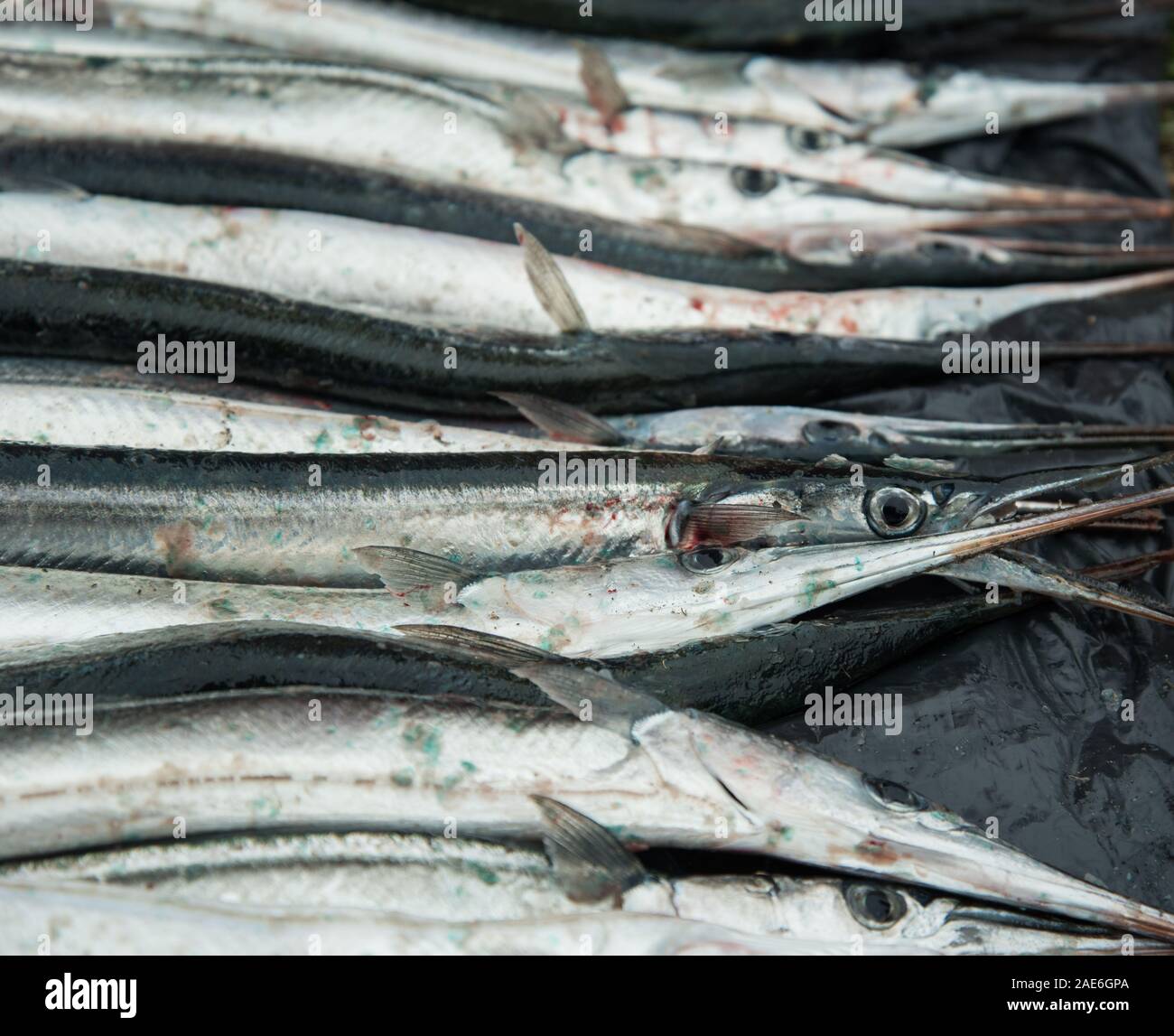Natural background of fresh garfishes Stock Photo - Alamy