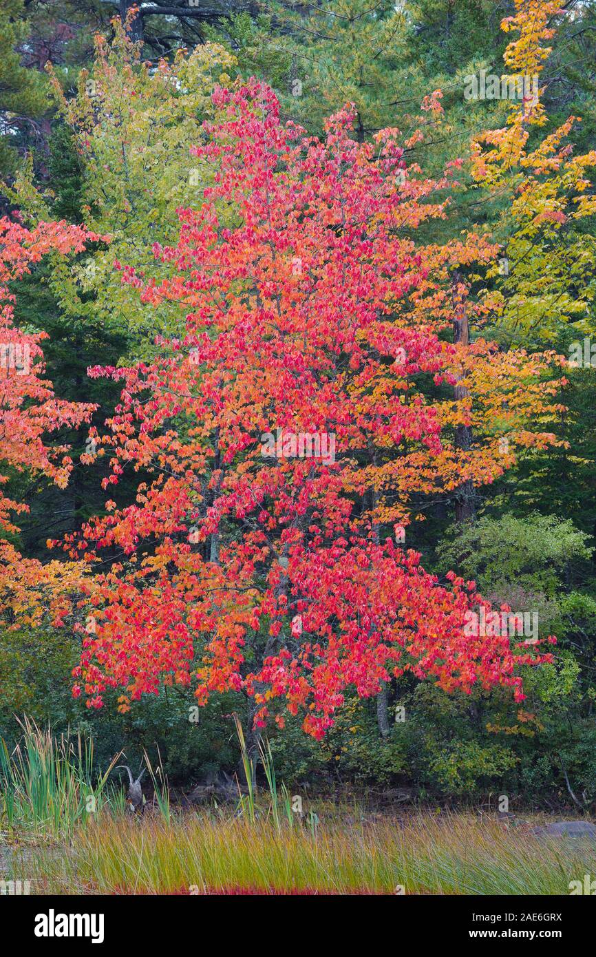 Maple Tree, Eagle Lake, Acadia National Park, Bar Harbor, Maine Stock ...