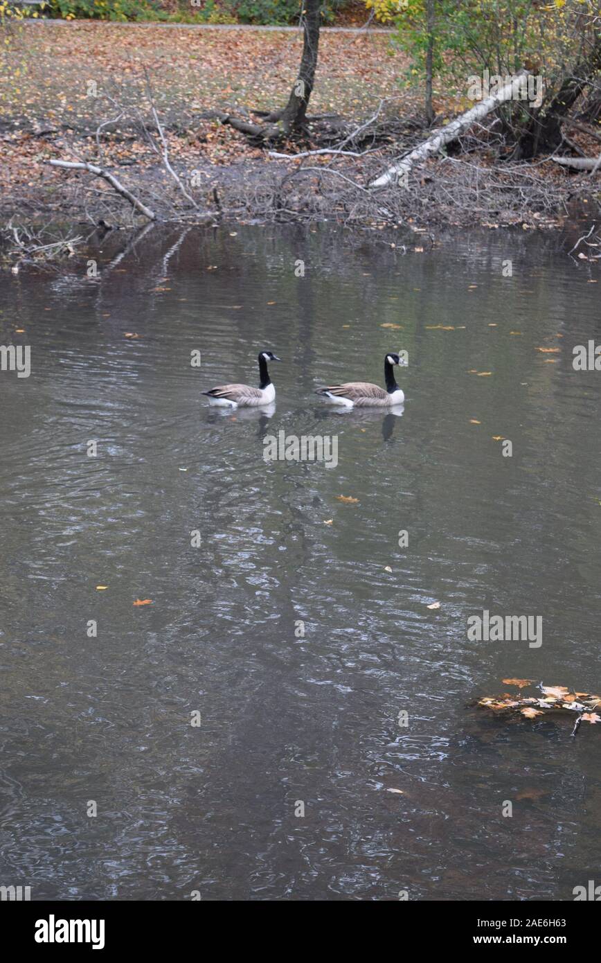 Boston animals hi-res stock photography and images - Alamy