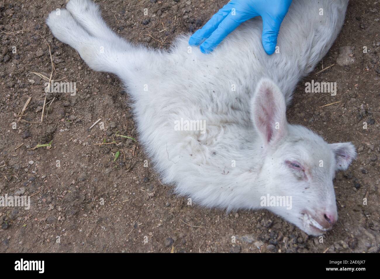 Dead body man road hi-res stock photography and images - Alamy