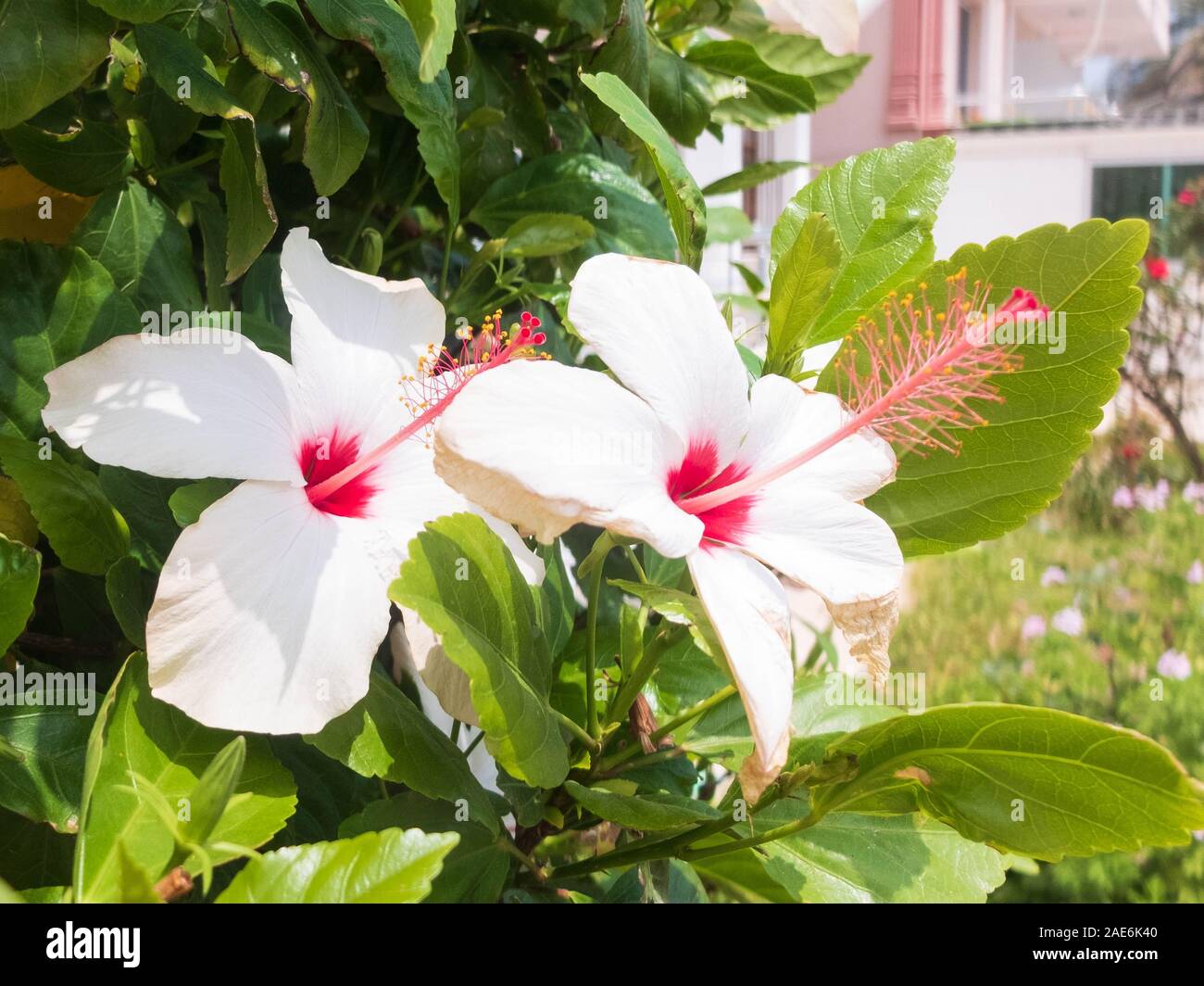 Big white flowers of hibiscus with pink stamen and pistil Stock Photo ...