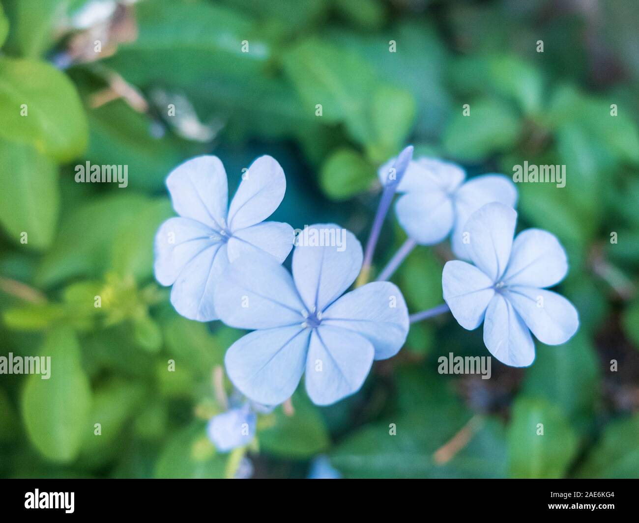 Light blue flowers of Tiny periwinkle. Catharanthus pusillus Stock ...