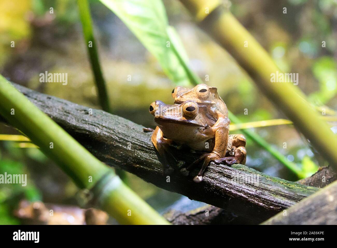 Polypedates hi-res stock photography and images - Alamy