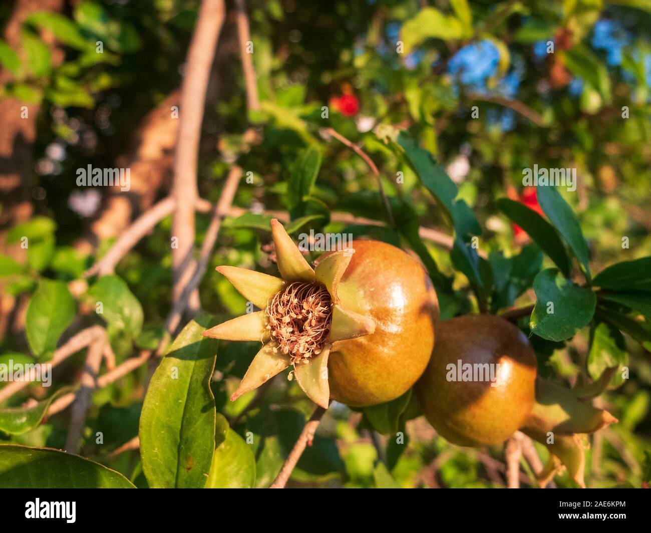 Fruits and flowers of the pomegranate. Punica granatum. Lythraceae ...
