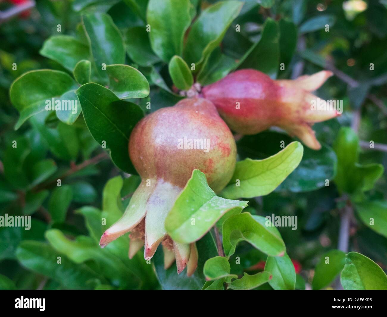Fruits and flowers of the pomegranate. Punica granatum. Lythraceae ...
